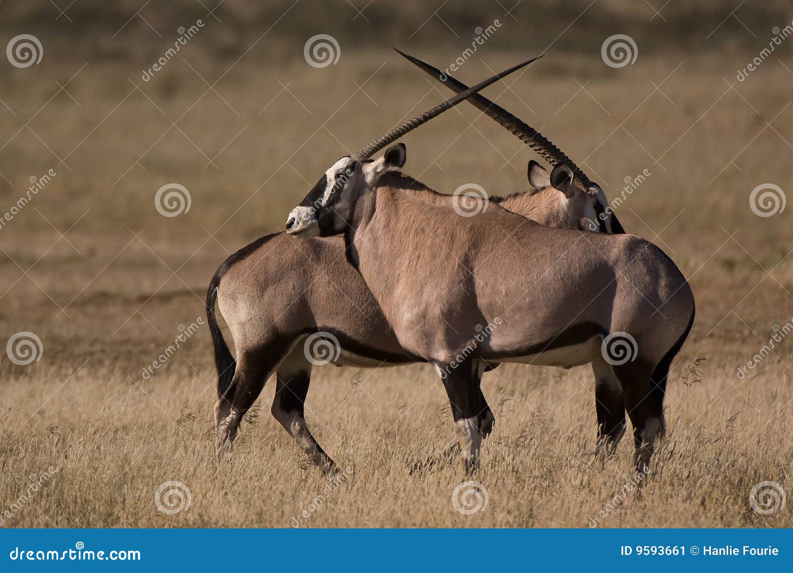 295 Oryx Fight Stock Photos - Free & Royalty-Free Stock Photos from ...