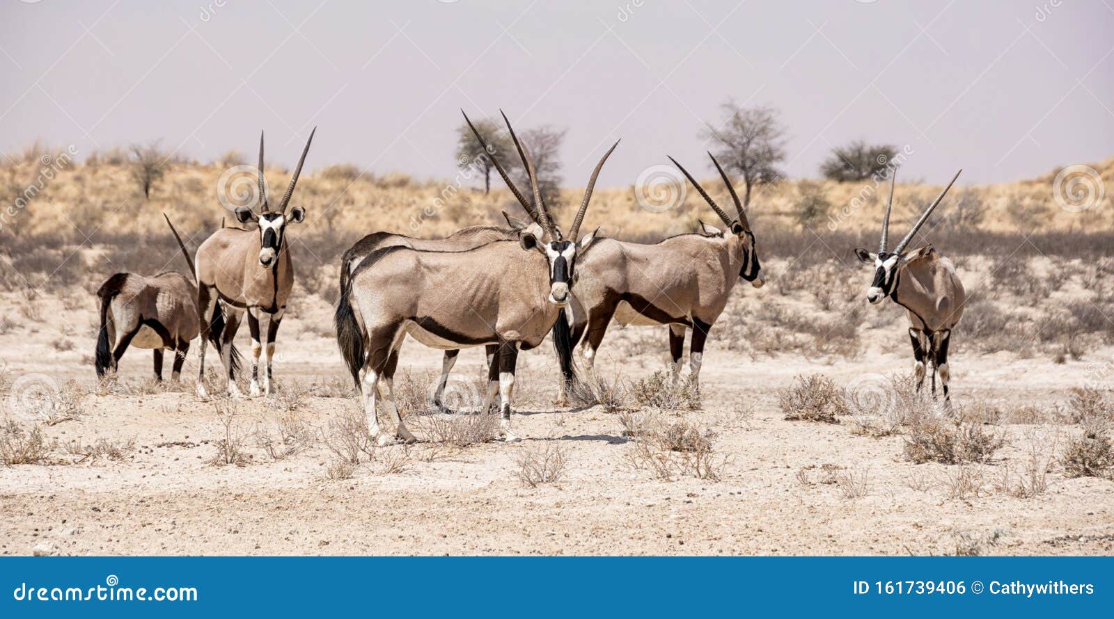 Gemsbok Antelope stock photo. Image of adult, black - 161739406