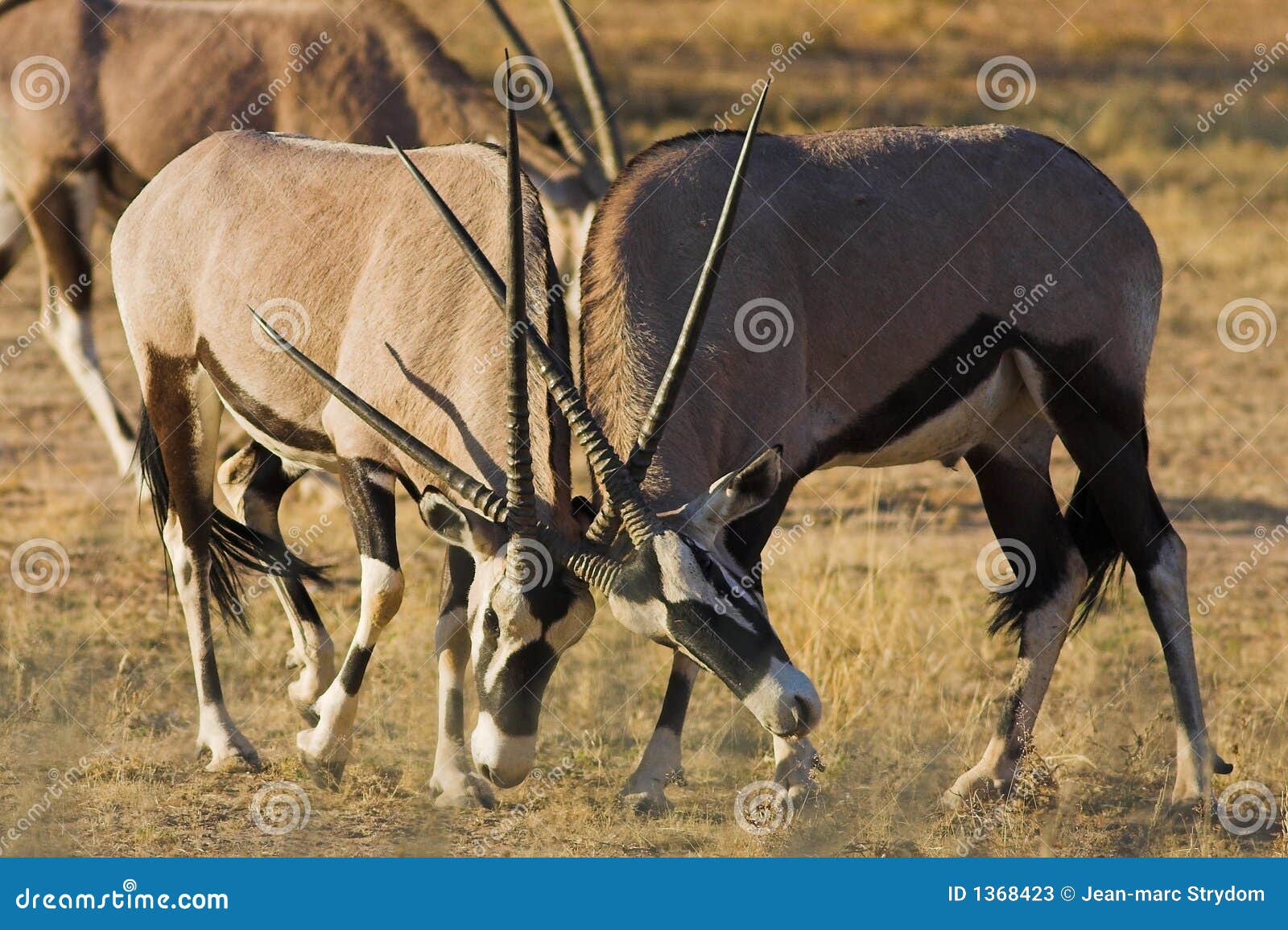 Gemsbok fighting stock image. Image of fight, reserve - 1368423