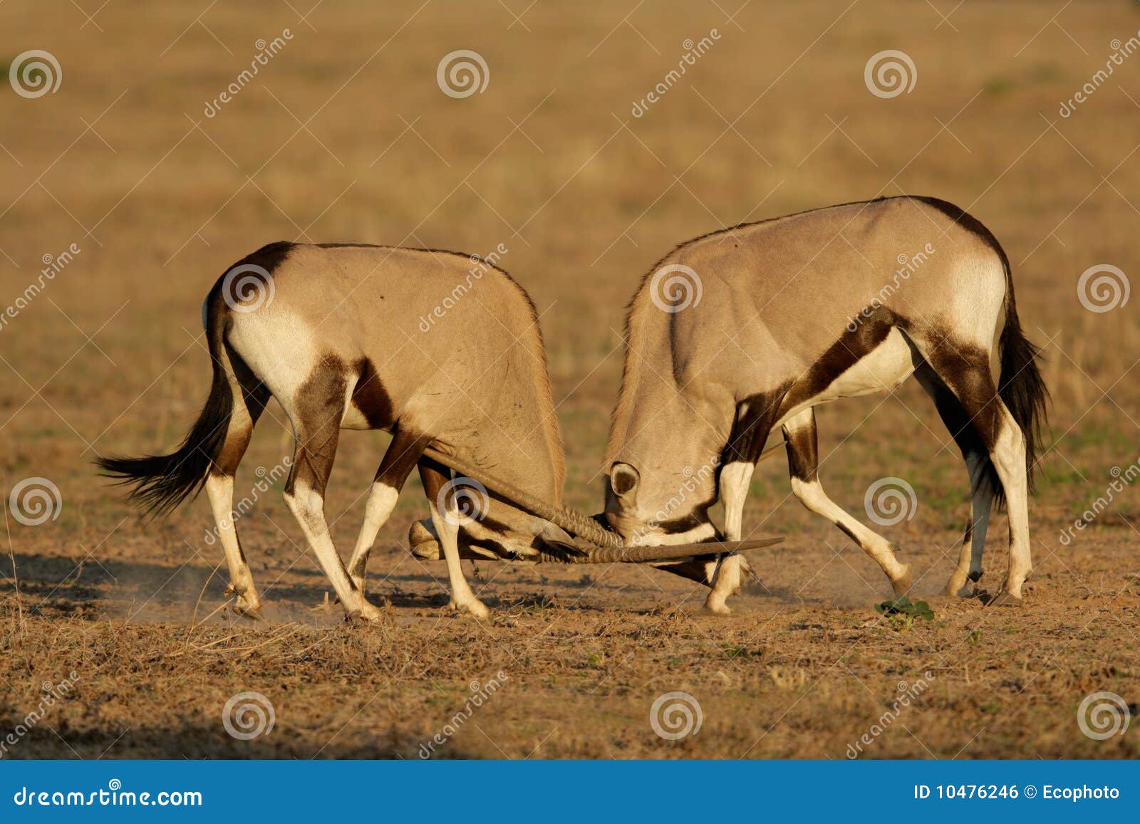 Gemsbok Fighting, Kalahari Desert Stock Photo - Image of oryx, park ...