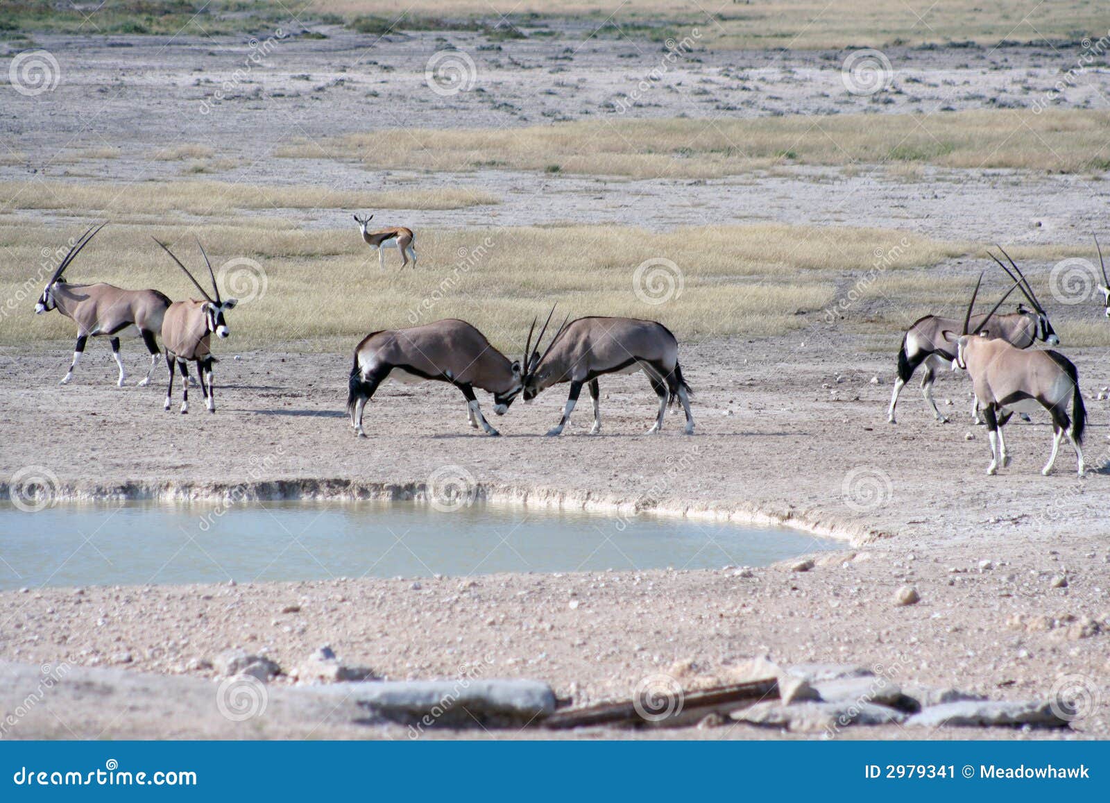 Gemsbok Fighting at Waterhole Stock Image - Image of park, nature: 2979341