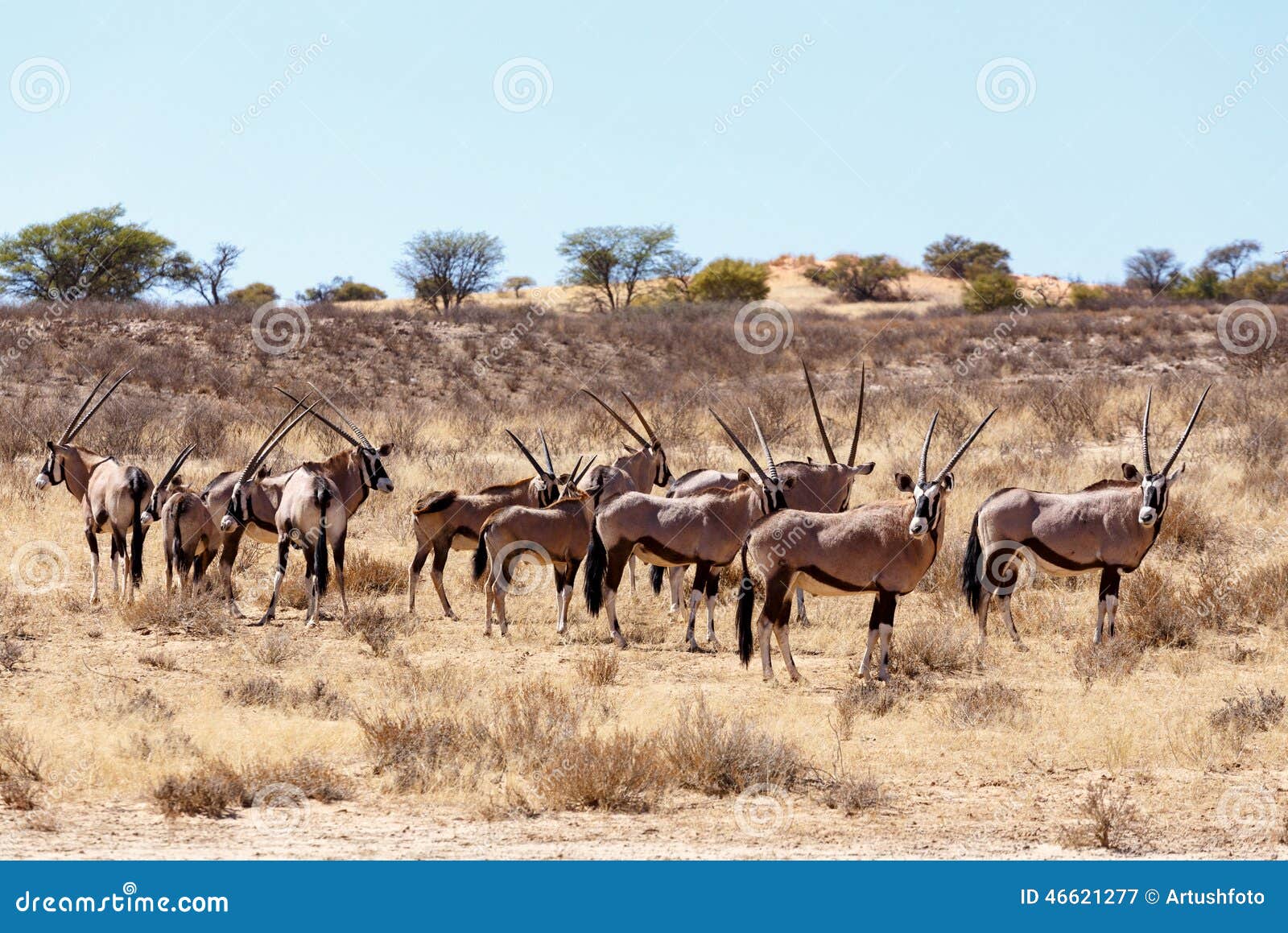 Gemsbok, Gazella D'oryx Sur La Dune De Sable Image stock - Image du ...