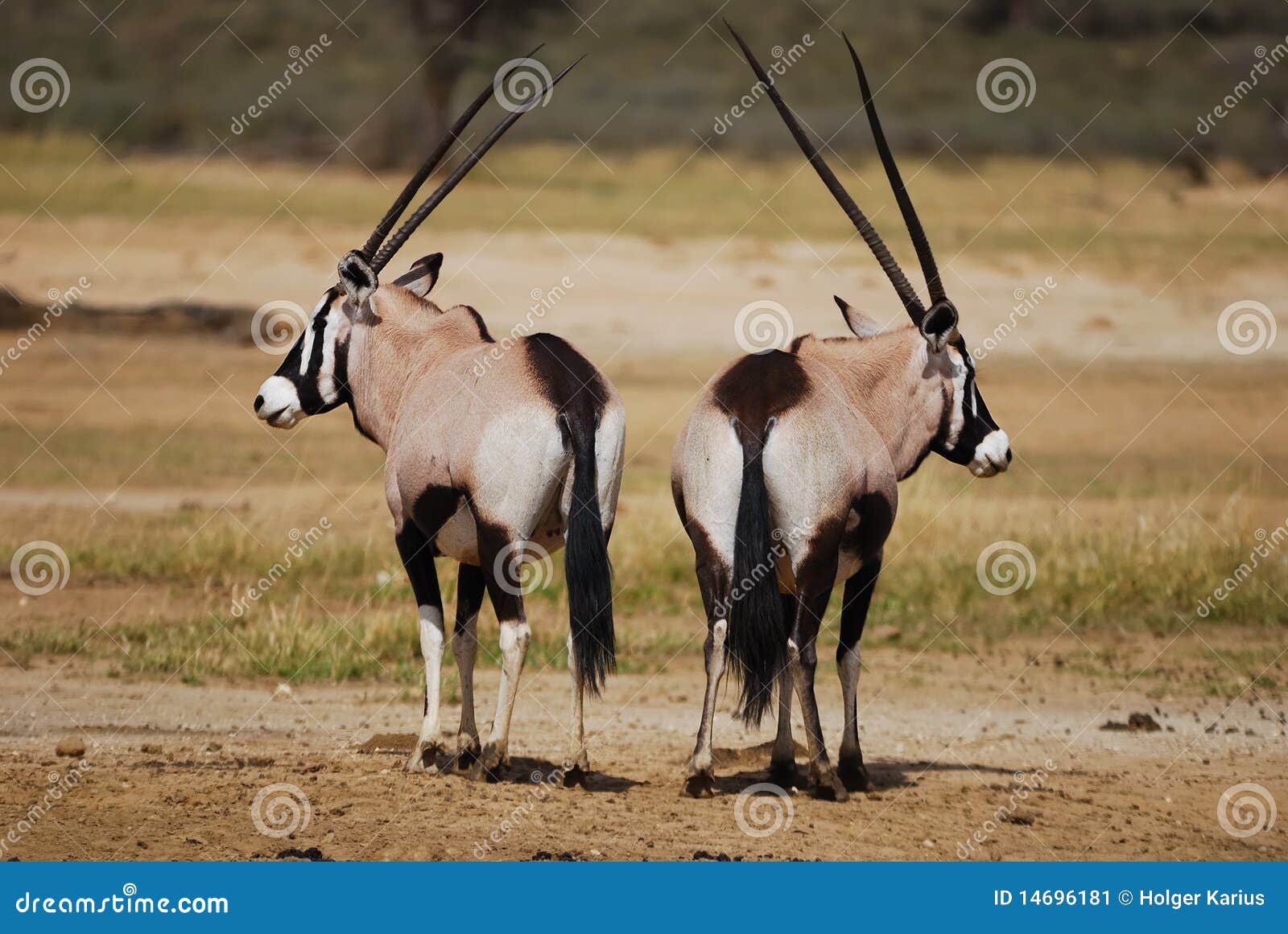 1,391 Gazella Fotos - Fotos de Stock Gratuitas e Fotos Royalty-Free ...