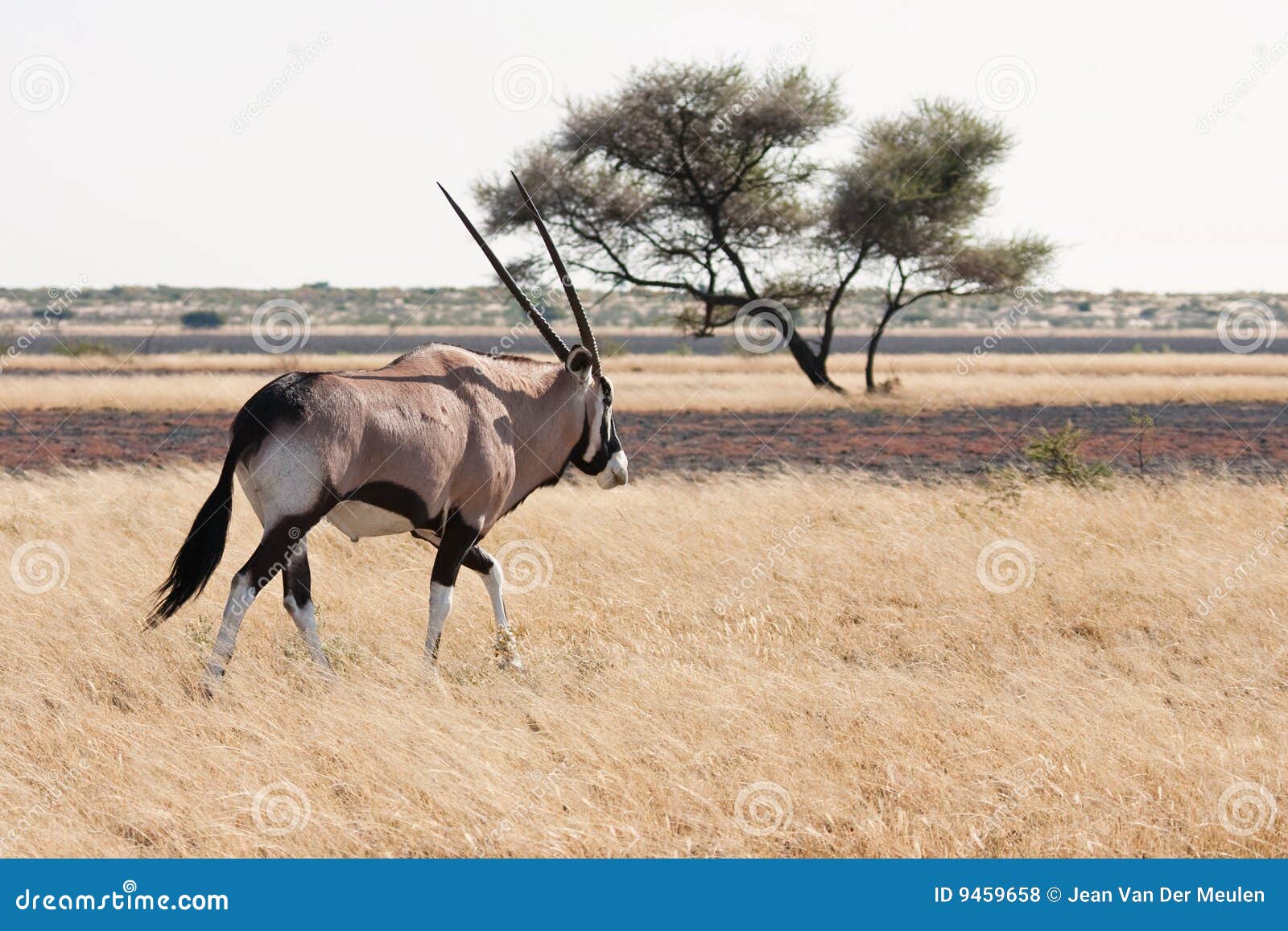 Gemsbok (Oryx) stock photo. Image of nature, stare, reserve - 9459658