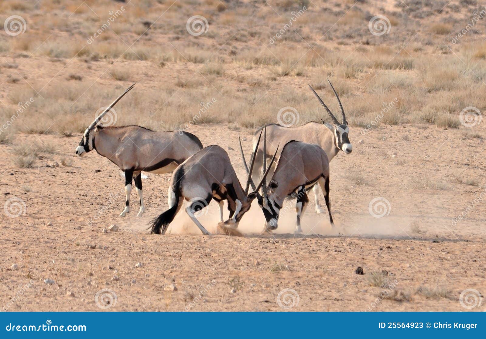 Gemsbok (Oryx) Antelope Fight Stock Image - Image of herbivore, south ...