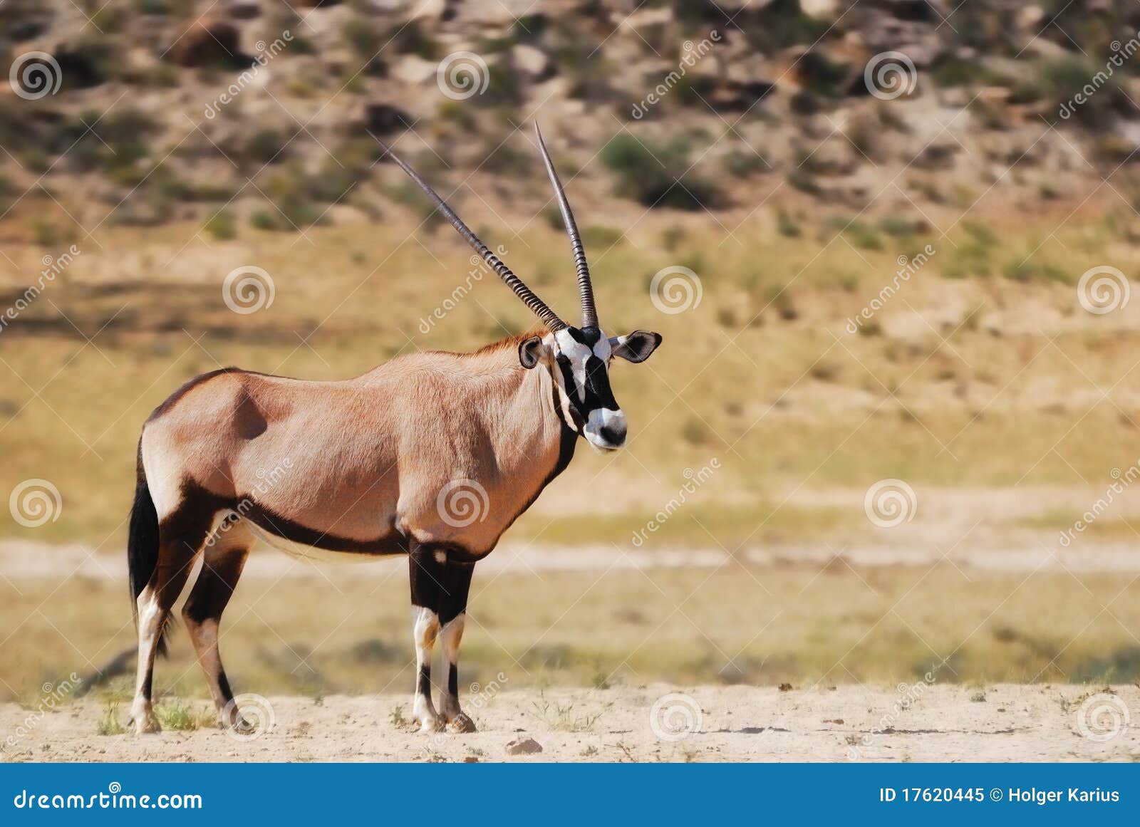 Gemsbok (Oryx gazella) stock image. Image of animal, mammals - 17620445