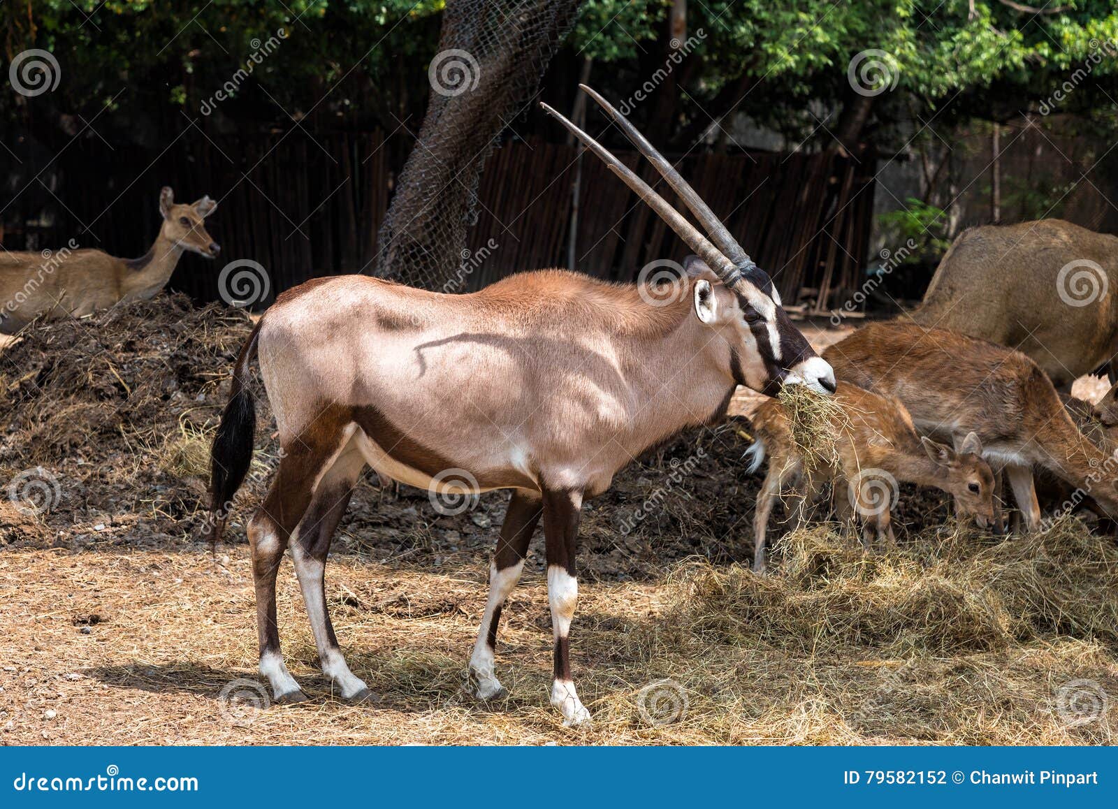 Gemsbok (Oryx Gazella) is Eating Dry Grass Stock Photo - Image of ...