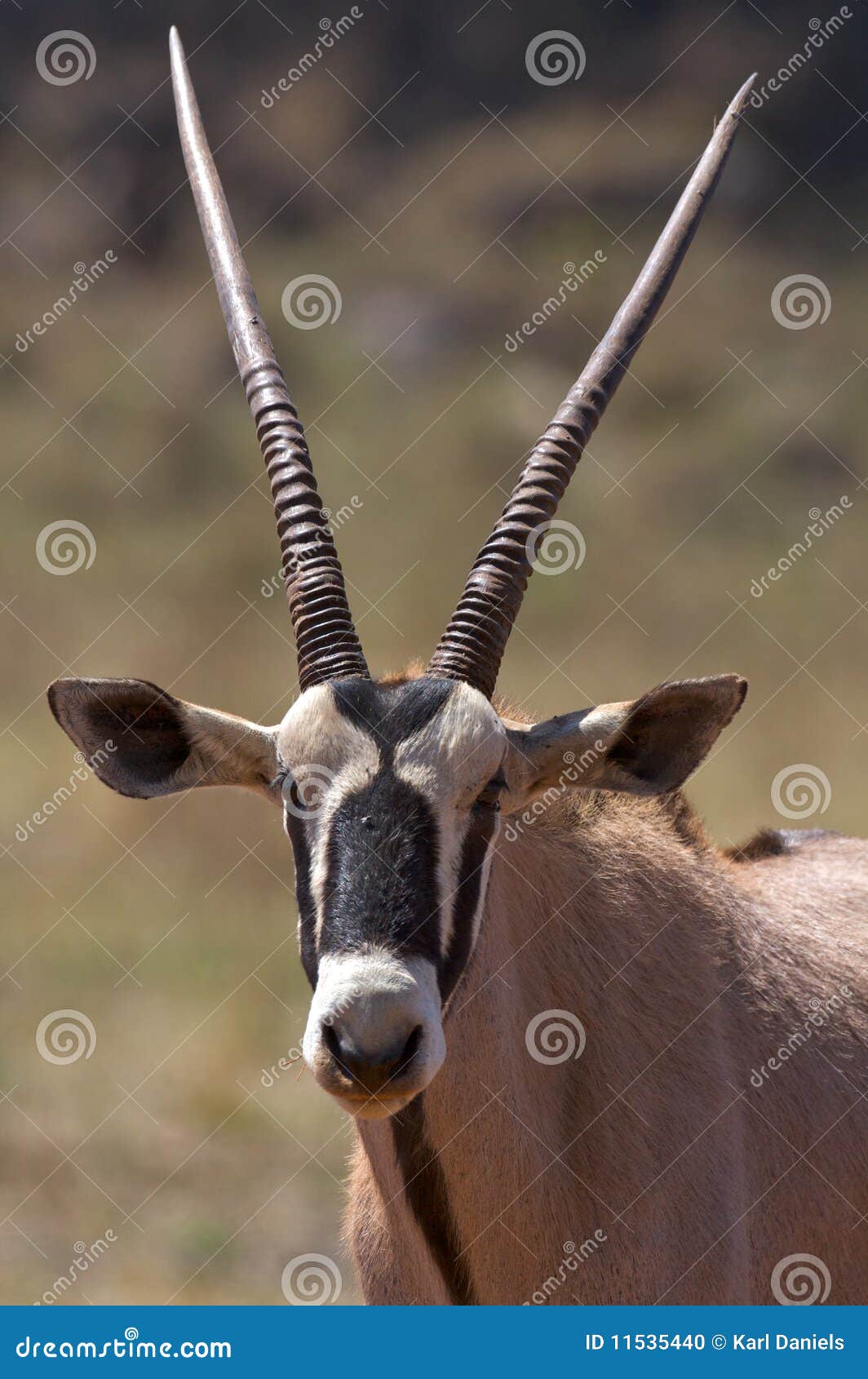 Gemsbok Profile stock photo. Image of dutch, oryx, face - 11535440