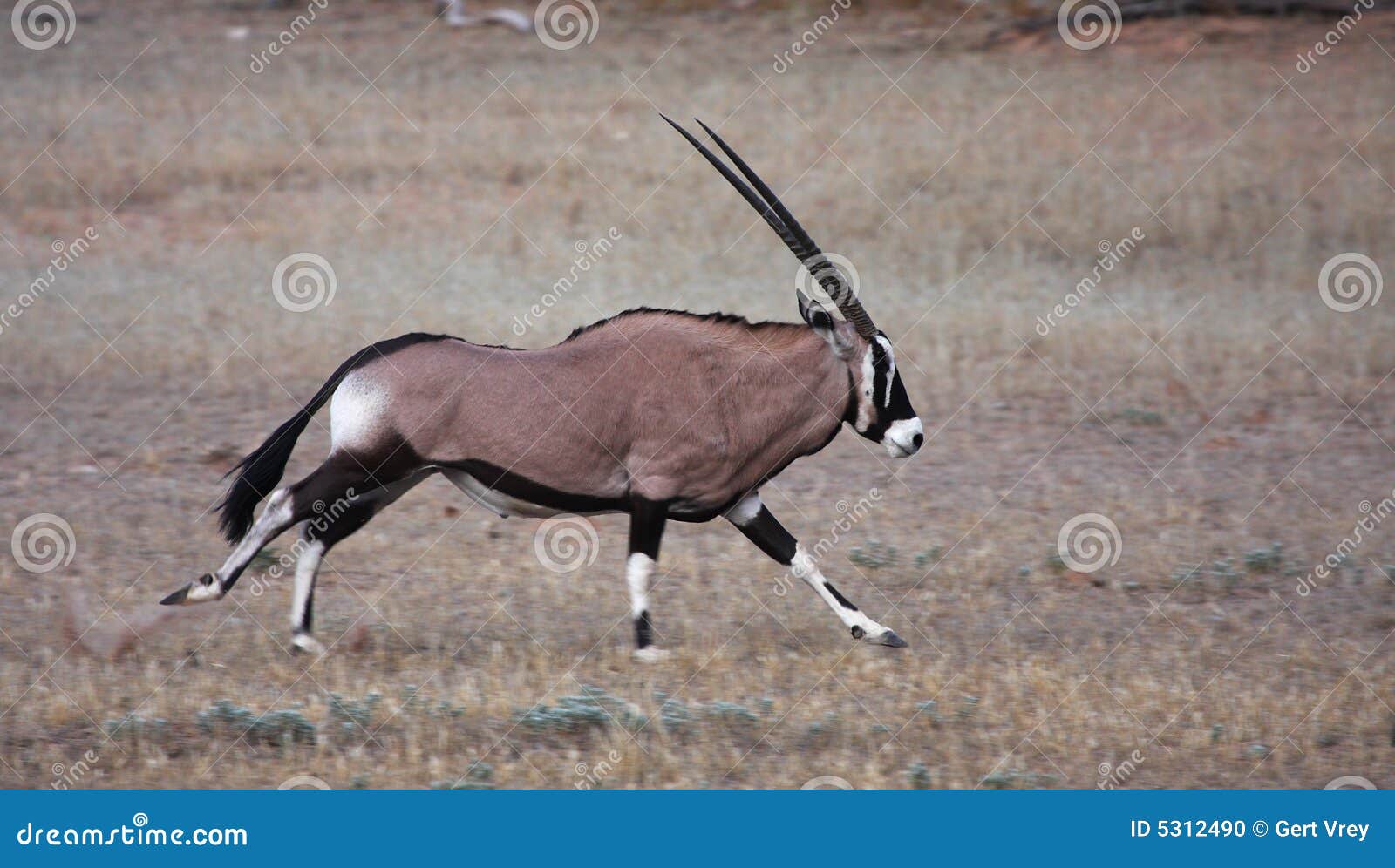 Gemsbok running stock photo. Image of scared, antelope - 5312490