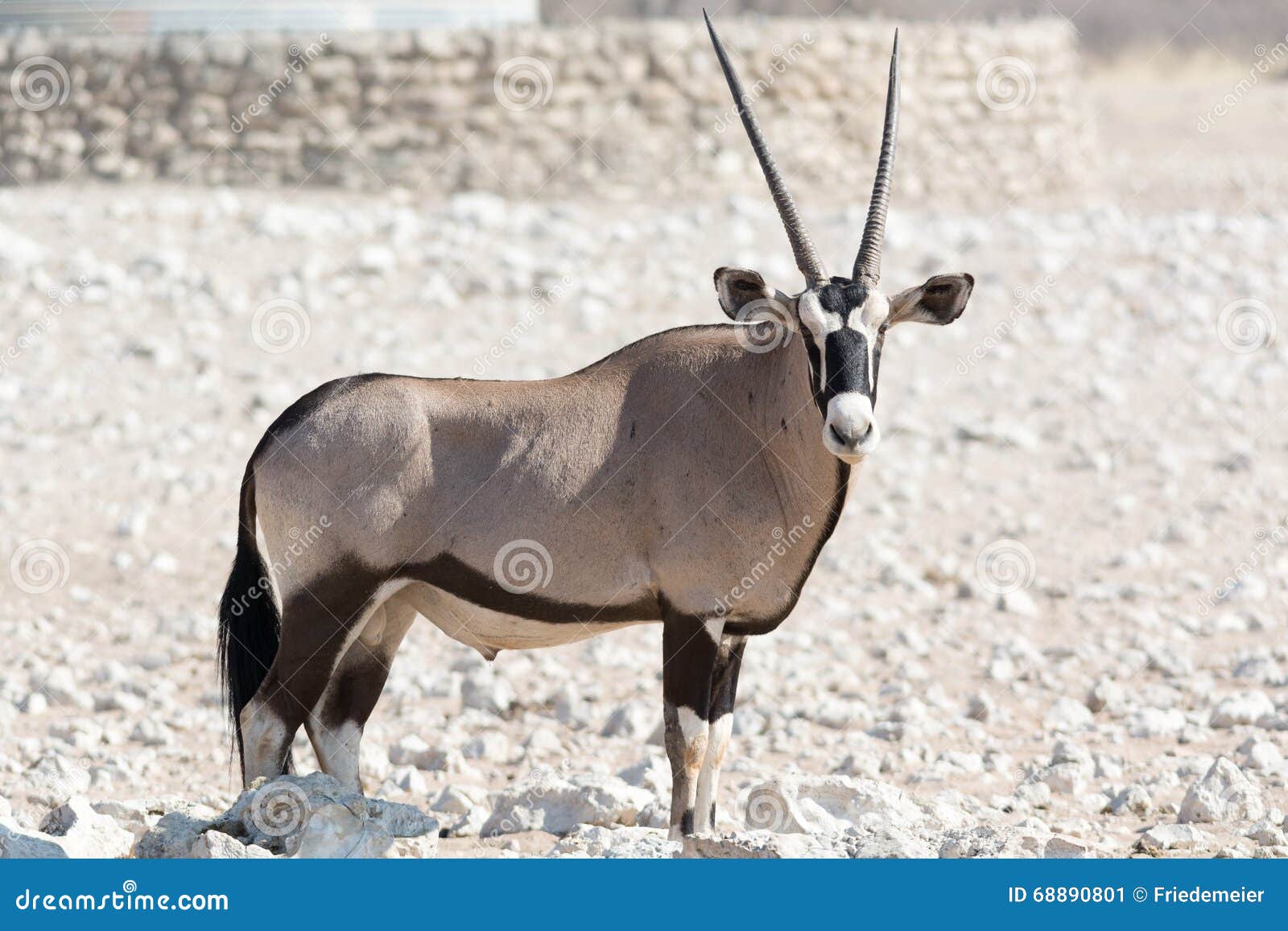 Gemsbok stock image. Image of animals, gemsbok, wild - 68890801