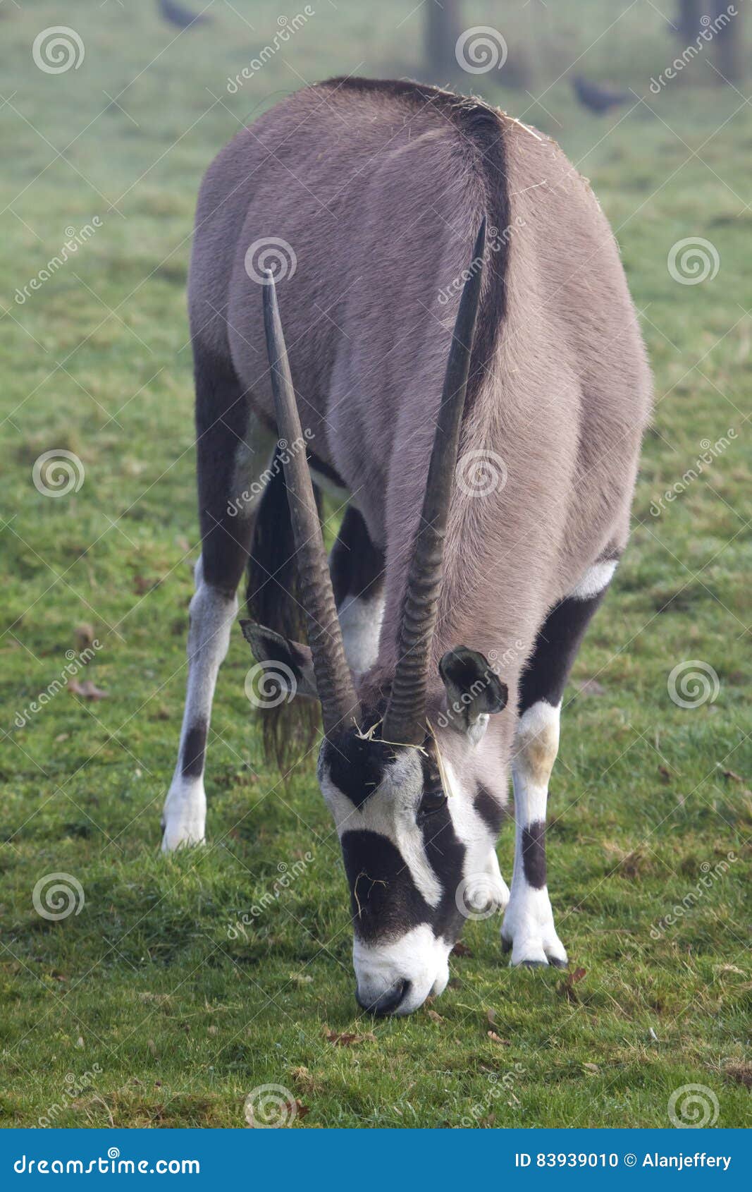 Gemsbok stock photo. Image of animal, herbivore, gemsbuck - 83939010