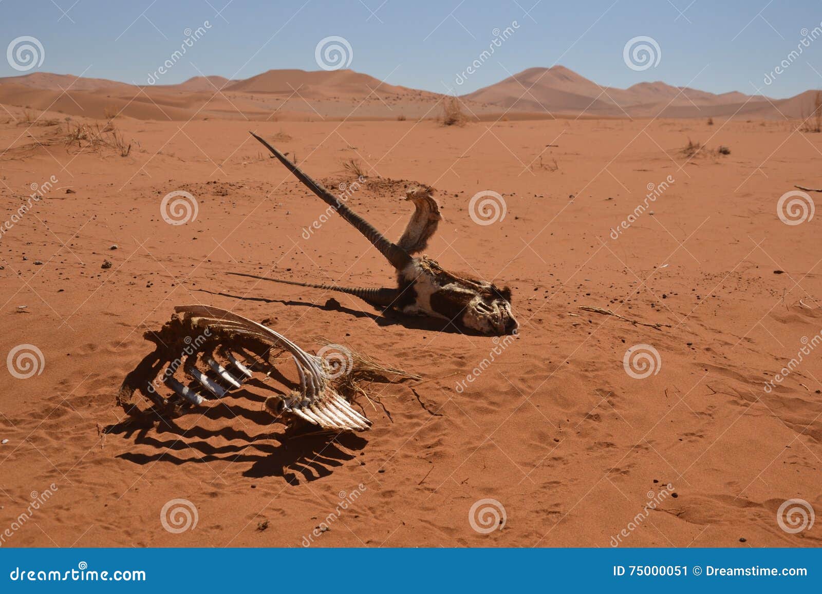 Gemsbok Skeleton in Namib Desert Stock Image - Image of namib, namibia ...