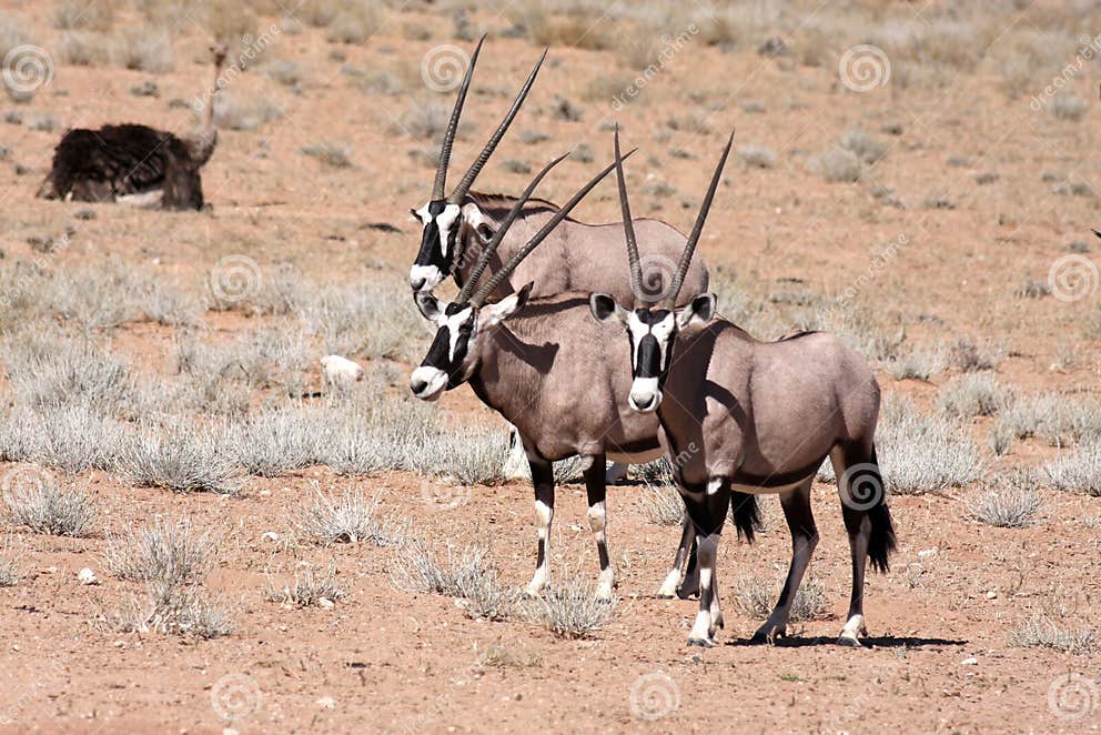 Gemsbuck stock photo. Image of long, conservation, antelope - 13020040