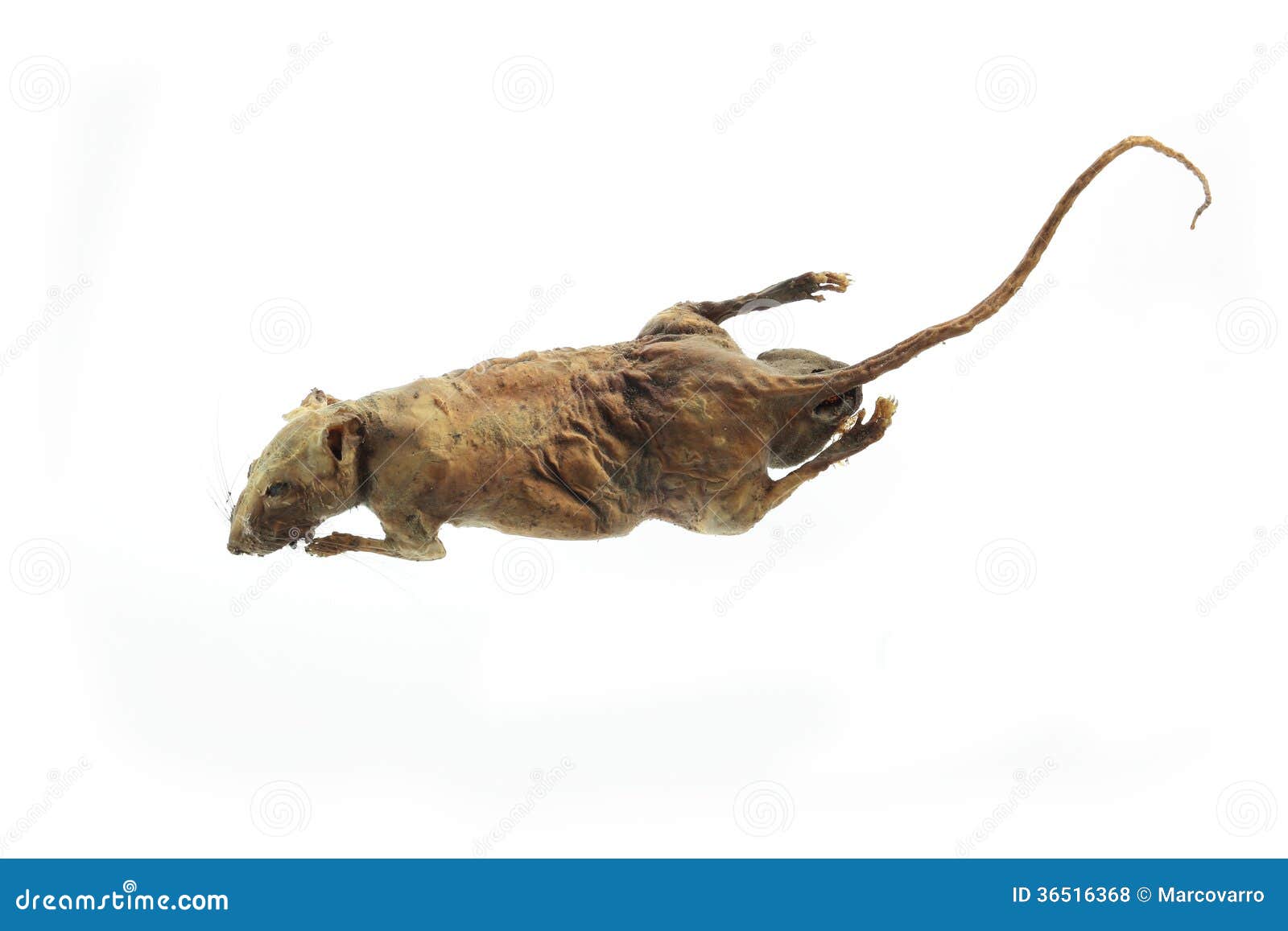 Gemummificeerde rat stock foto. Image of ongedierte, gemummificeerd ...