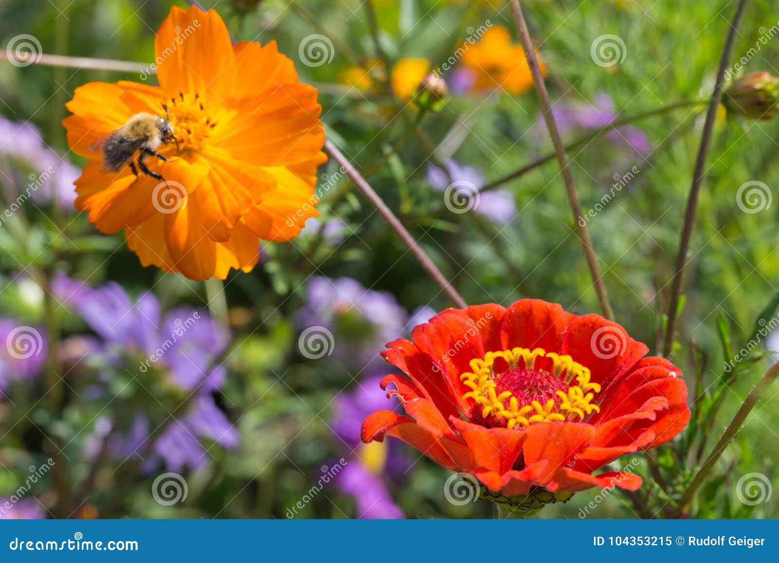 Genauer Blick an Den Bunten Blumen Mit Biene Stockbild - Bild von feld ...