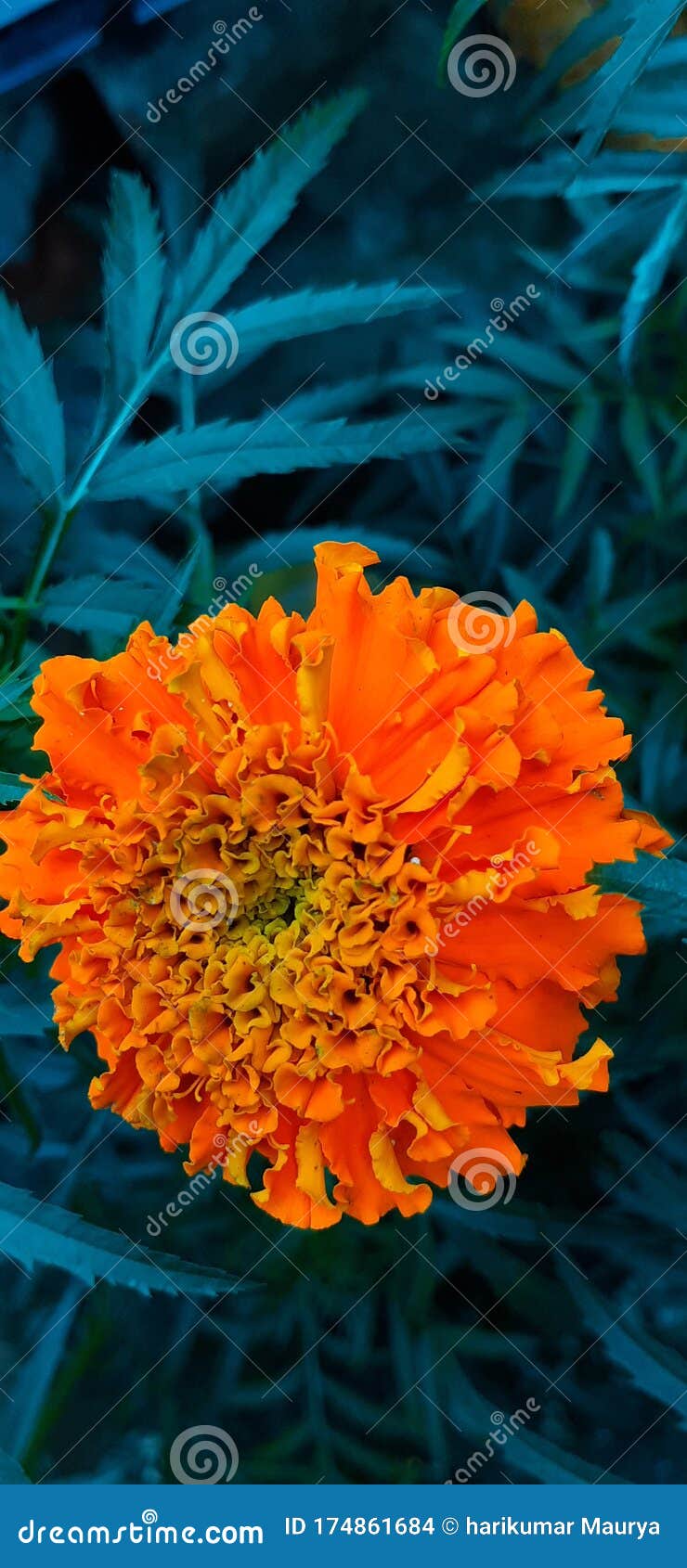 Genda Flower Beautiful Medicinal Products Stock Photo - Image of ...