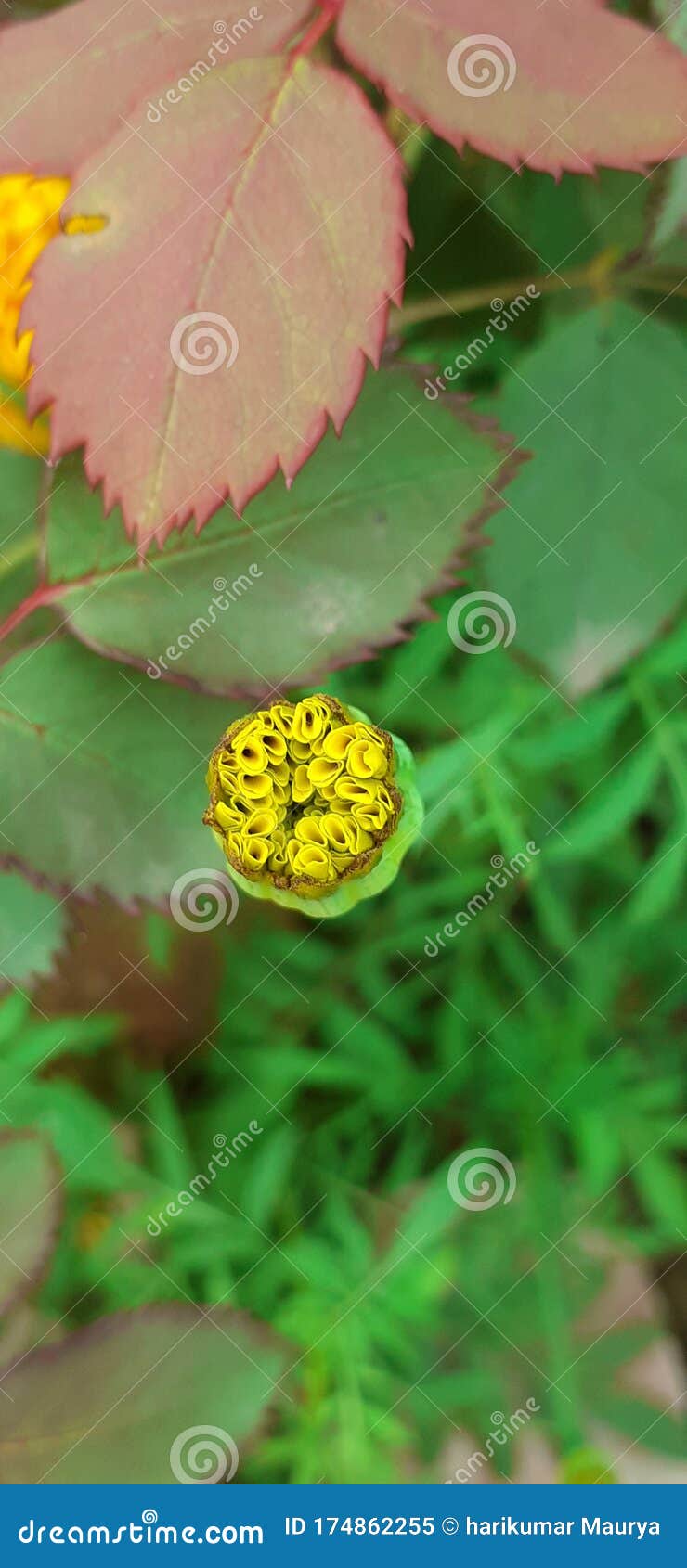 Genda Flower Beautiful Medicinal Uses Stock Image - Image of medicinal ...