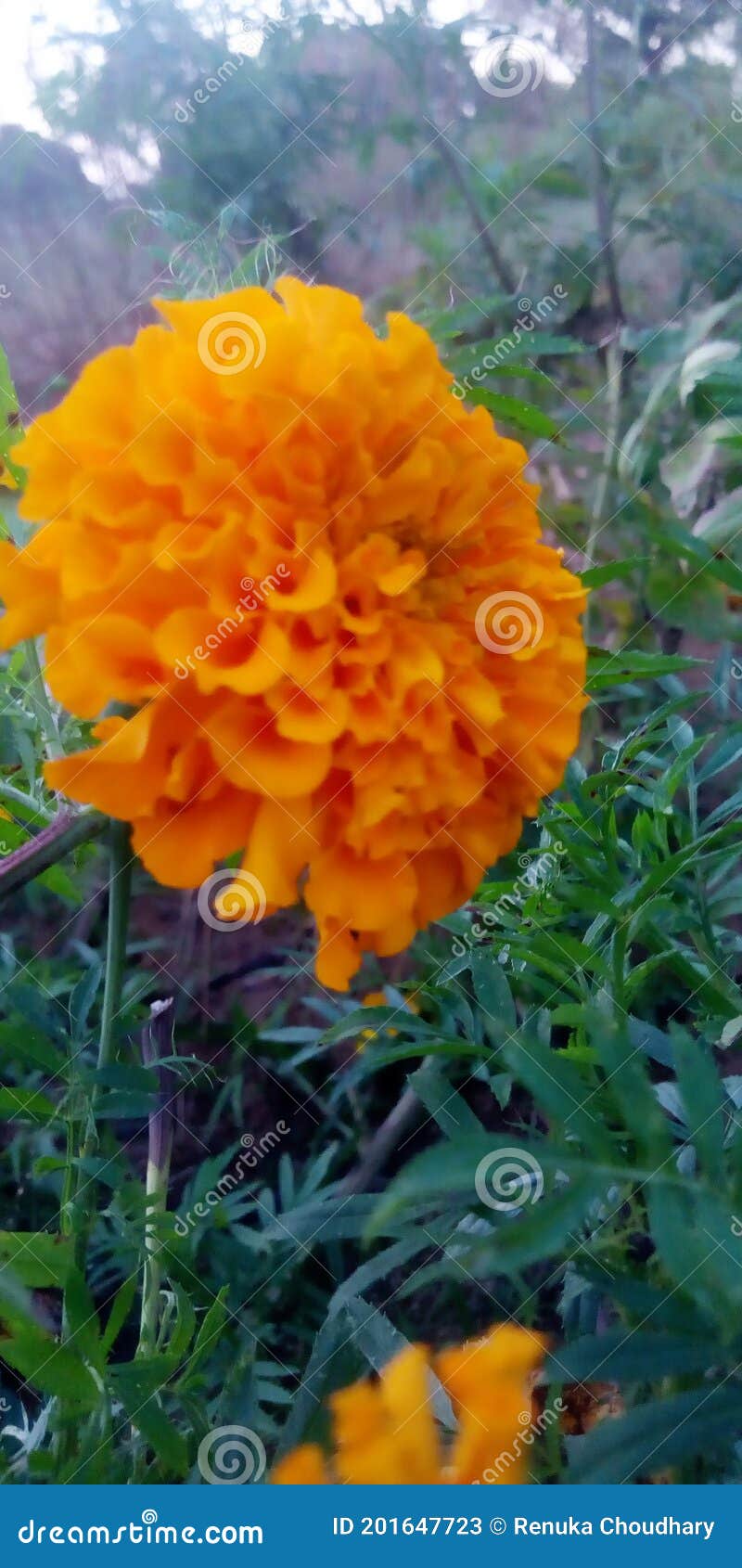 Genda flower photo stock image. Image of garden, flower - 201647723