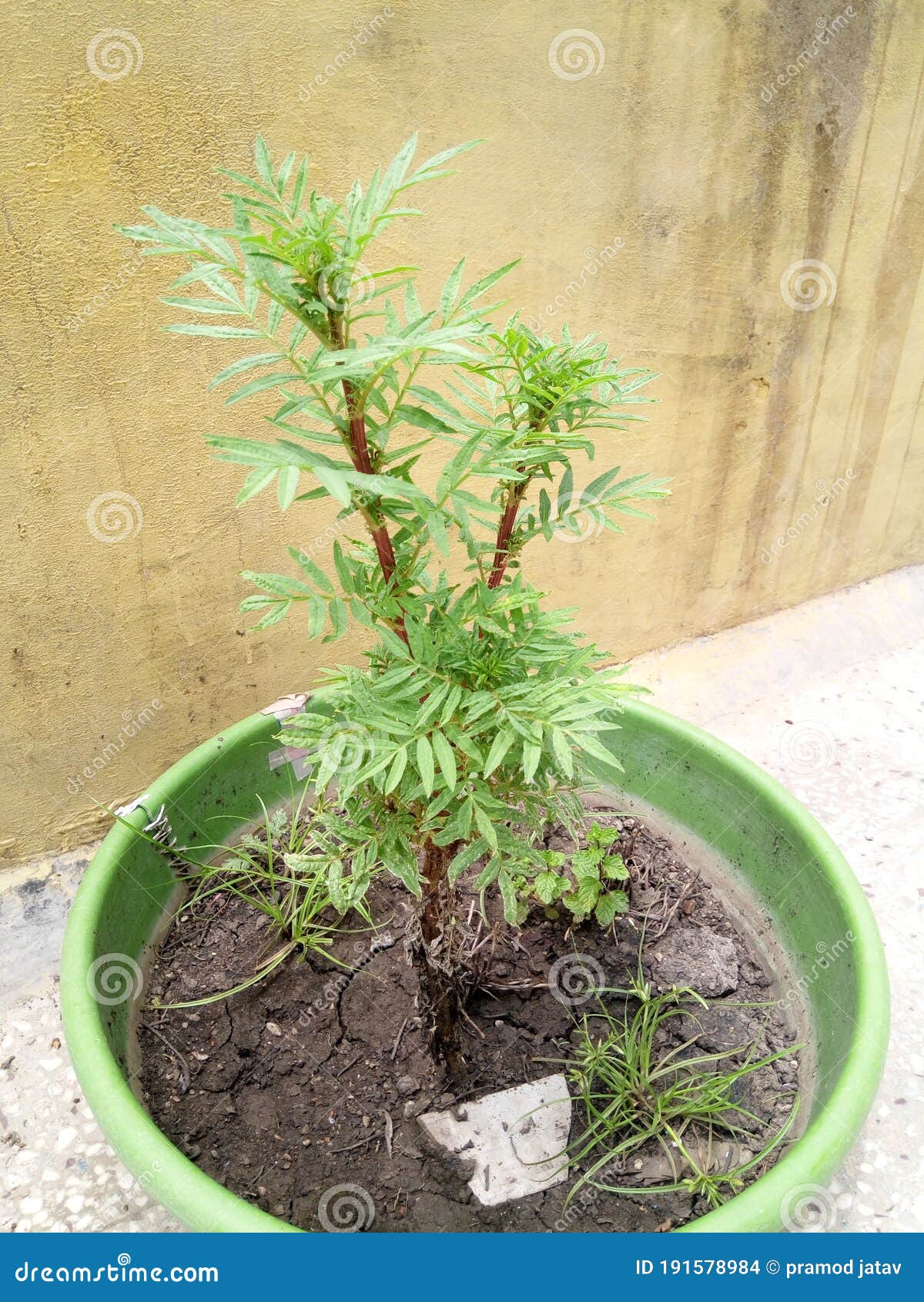 Genda flower use in mala stock photo. Image of genda - 191578984