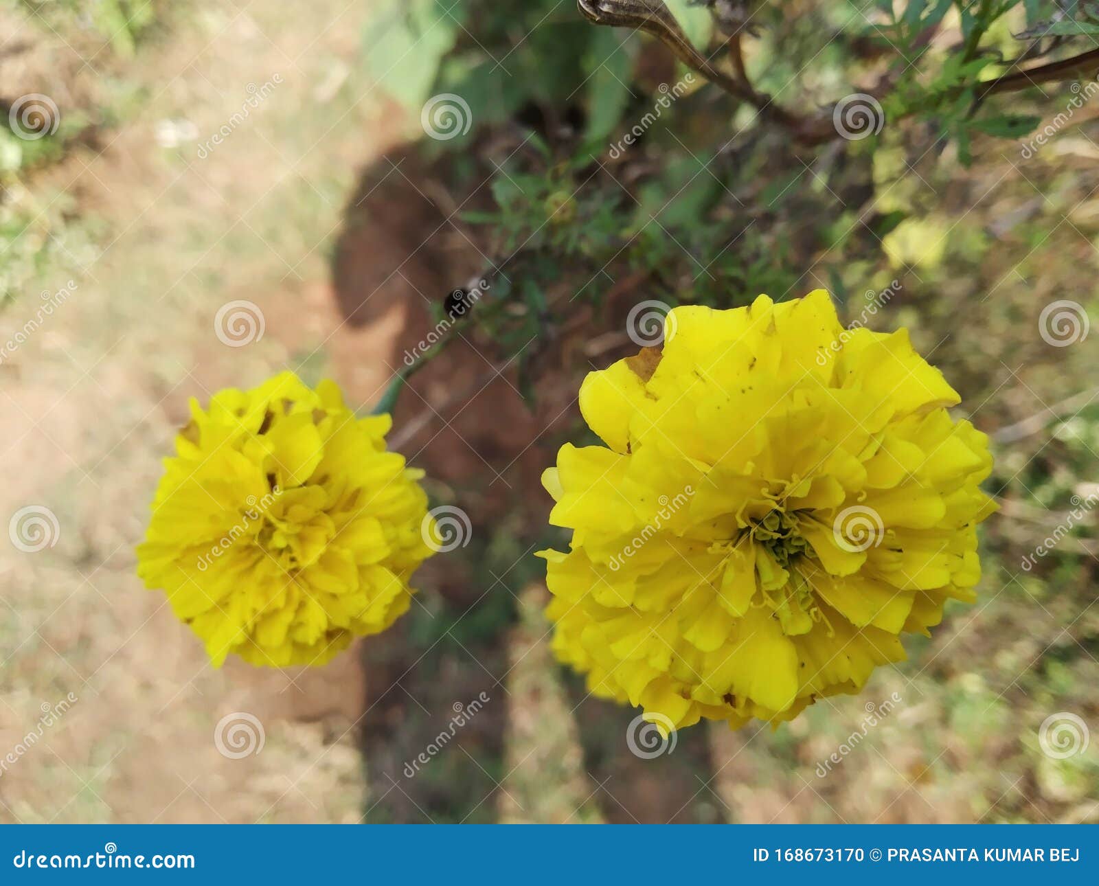 Genda Ka Phool Genda Phool Flower Two Flower Image Stock Photo - Image ...