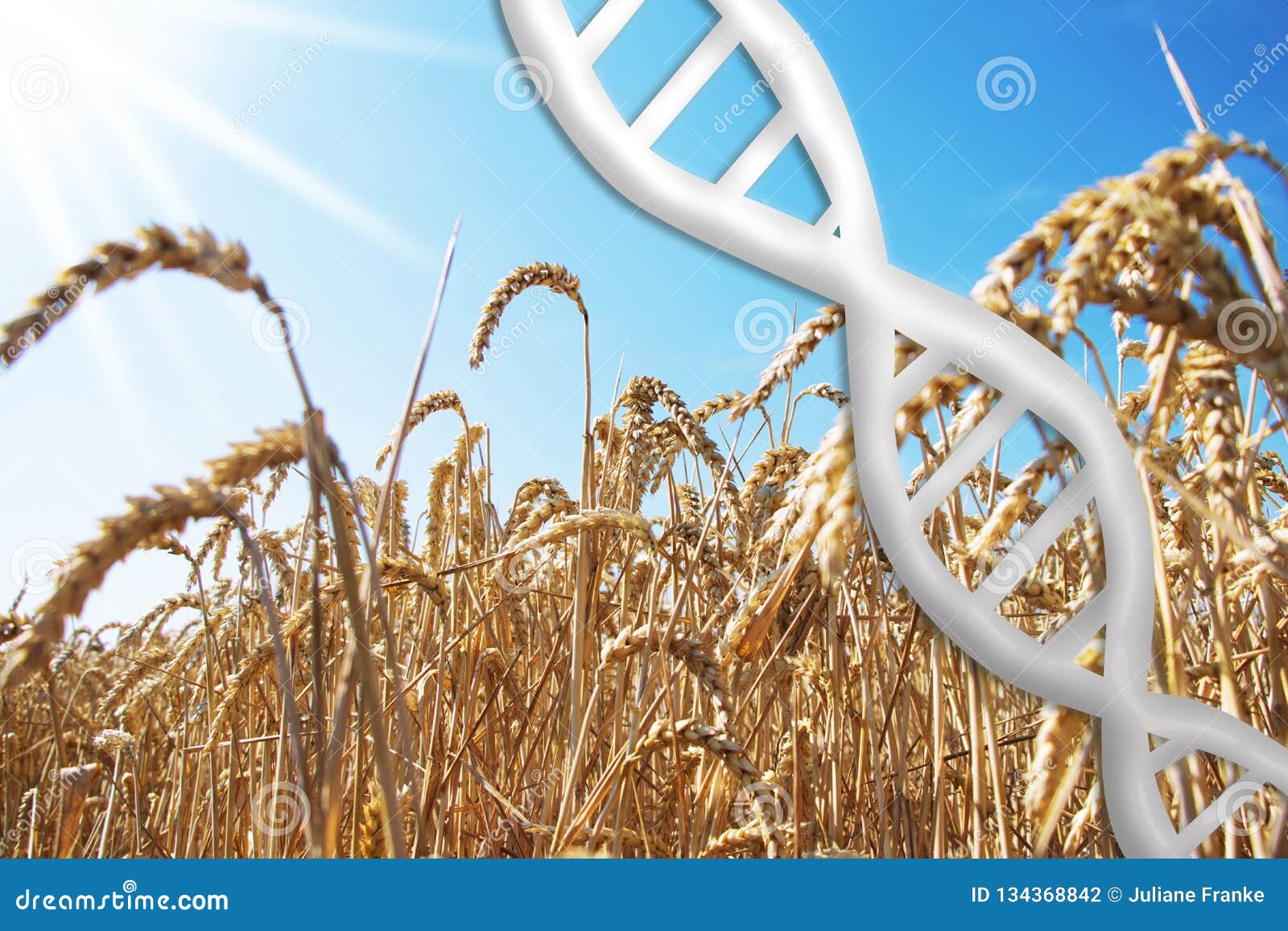 Gene Editing, Dna Helix with Wheat Field Stock Photo - Image of rain ...