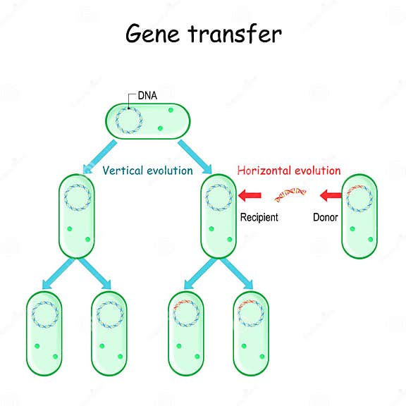 Gene Transfer for Example Bacteria. Horizontal and Vertical Evolution ...