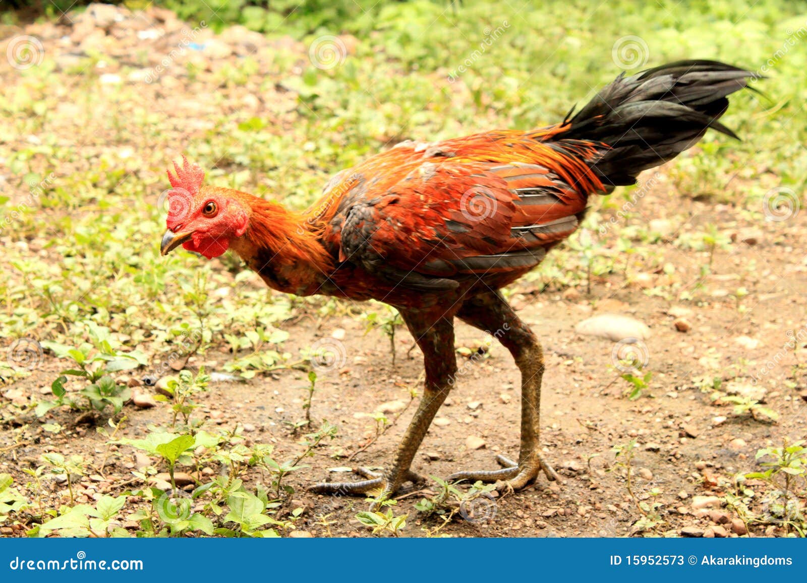 General Asian Domestic Fowl Stock Image - Image of alarm, claw: 15952573
