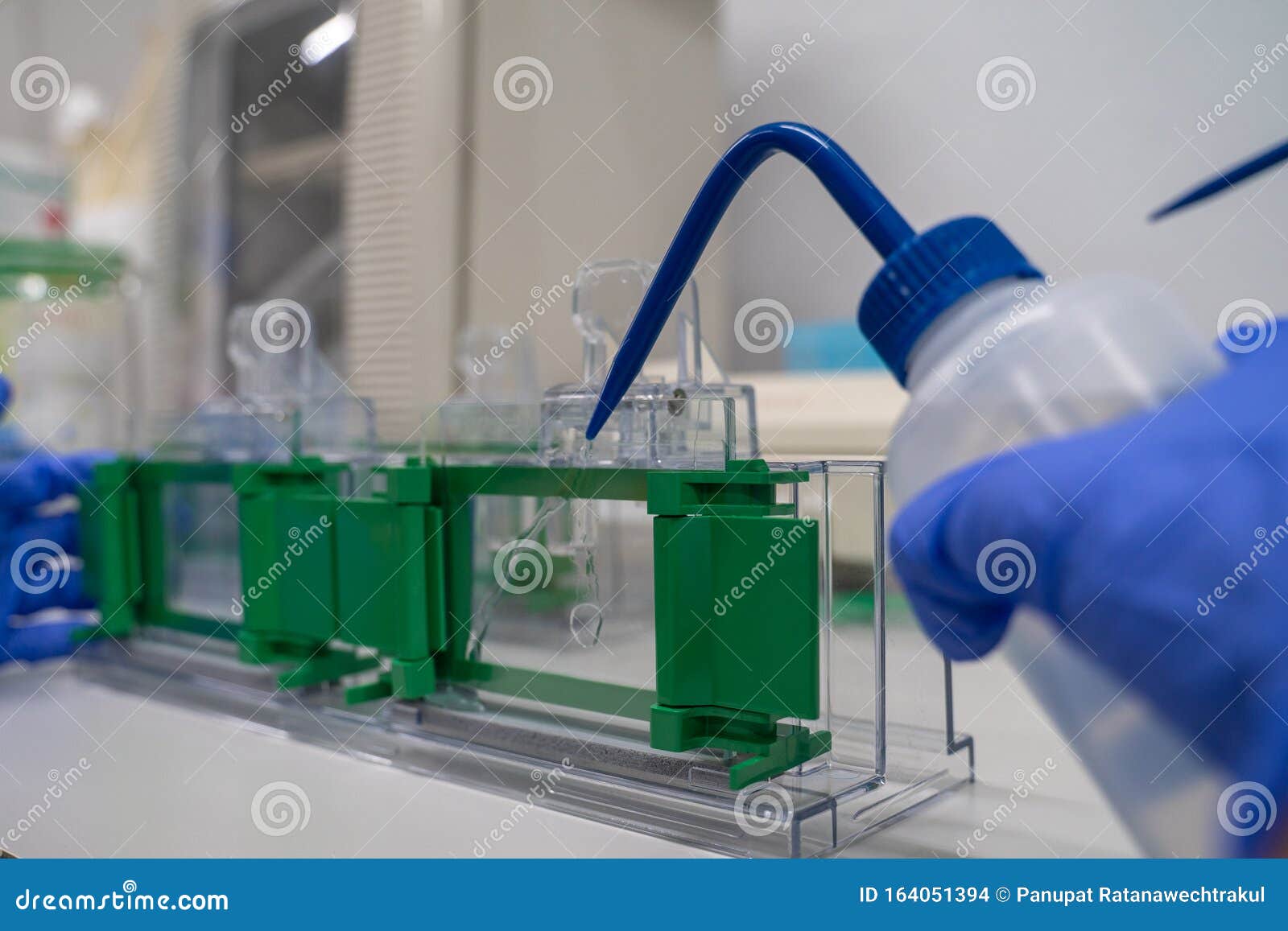The General Process Preparation for Protein Levels Detection is Using ...