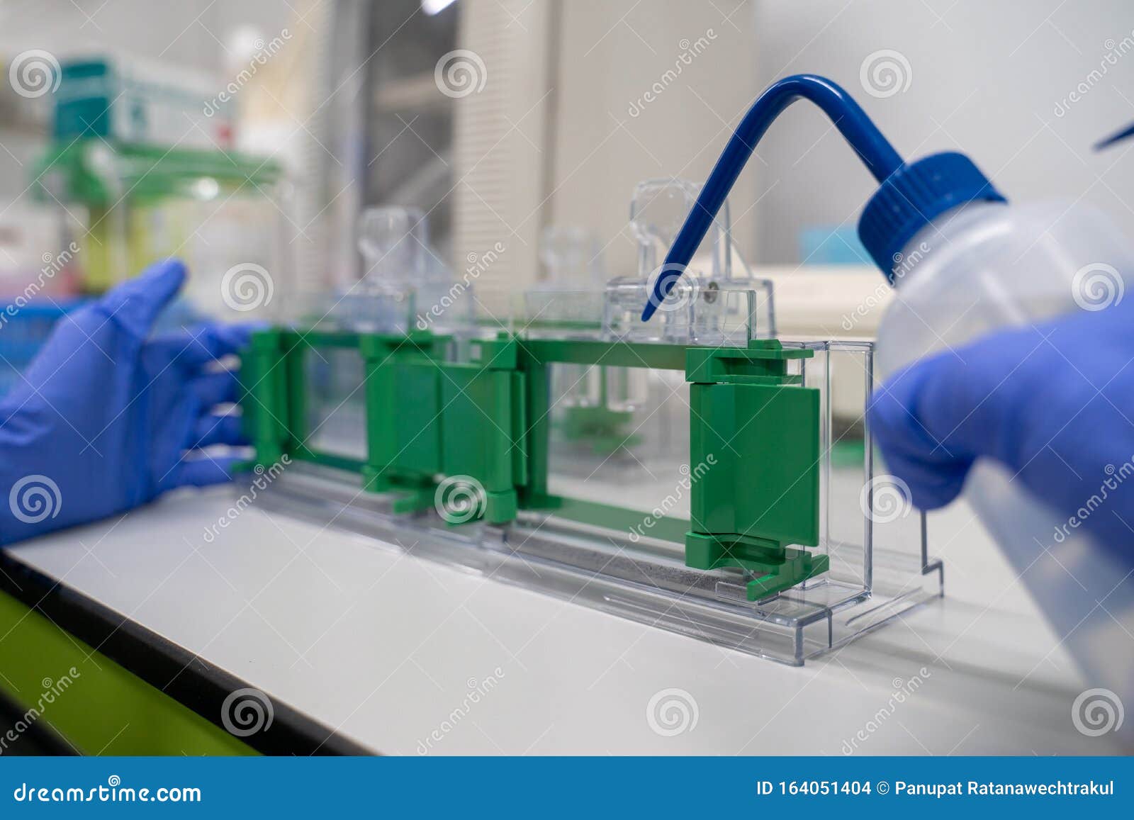 The General Process Preparation for Protein Levels Detection is Using ...