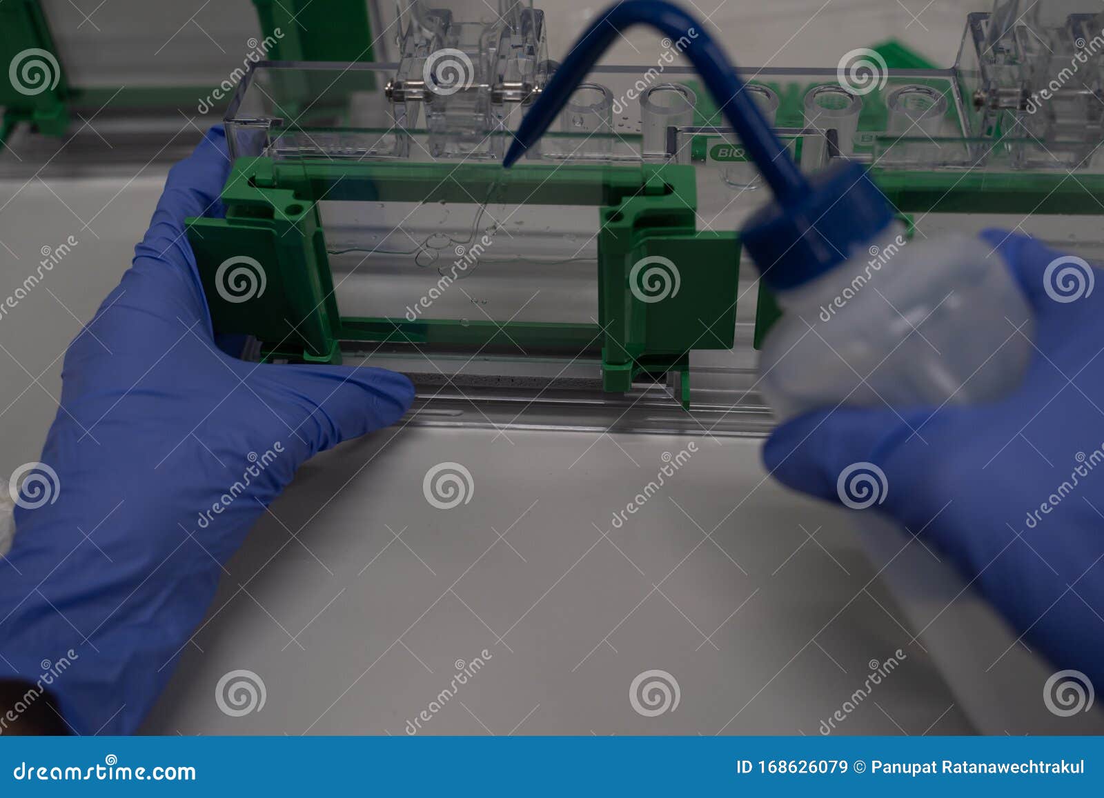 The General Process Preparation for Protein Levels Detection is Using ...