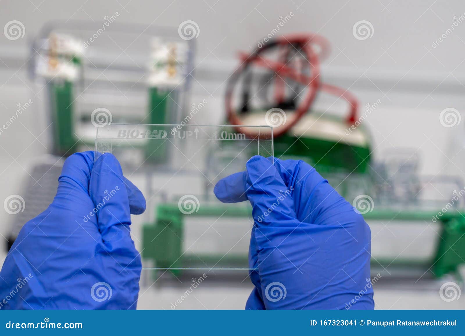 The General Process Preparation for Protein Levels Detection is Using ...