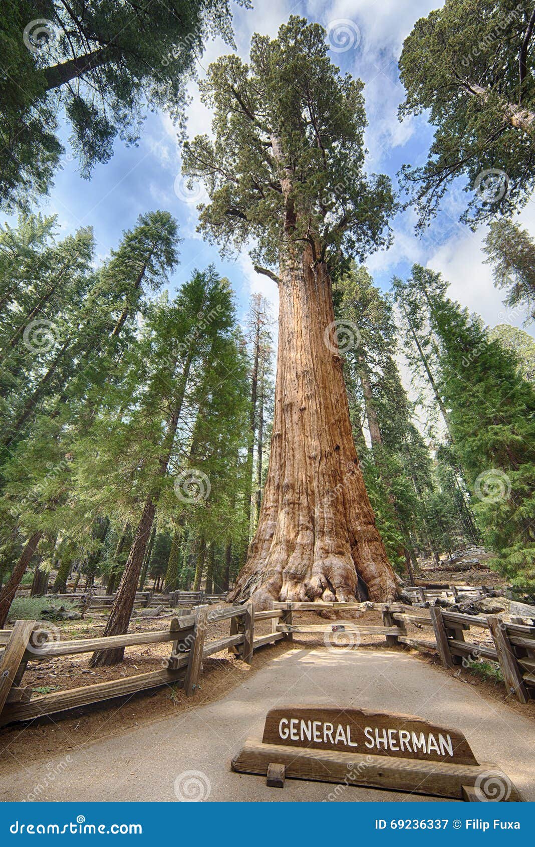 General Sherman Giant Sequoia Imagen de archivo - Imagen de viejo, azul ...