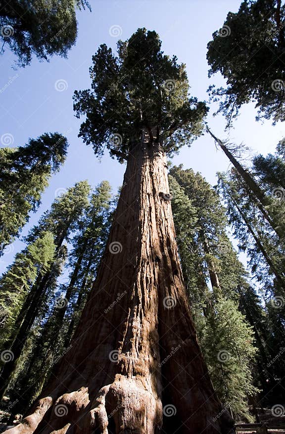 General Sherman stock photo. Image of national, roots - 5630136