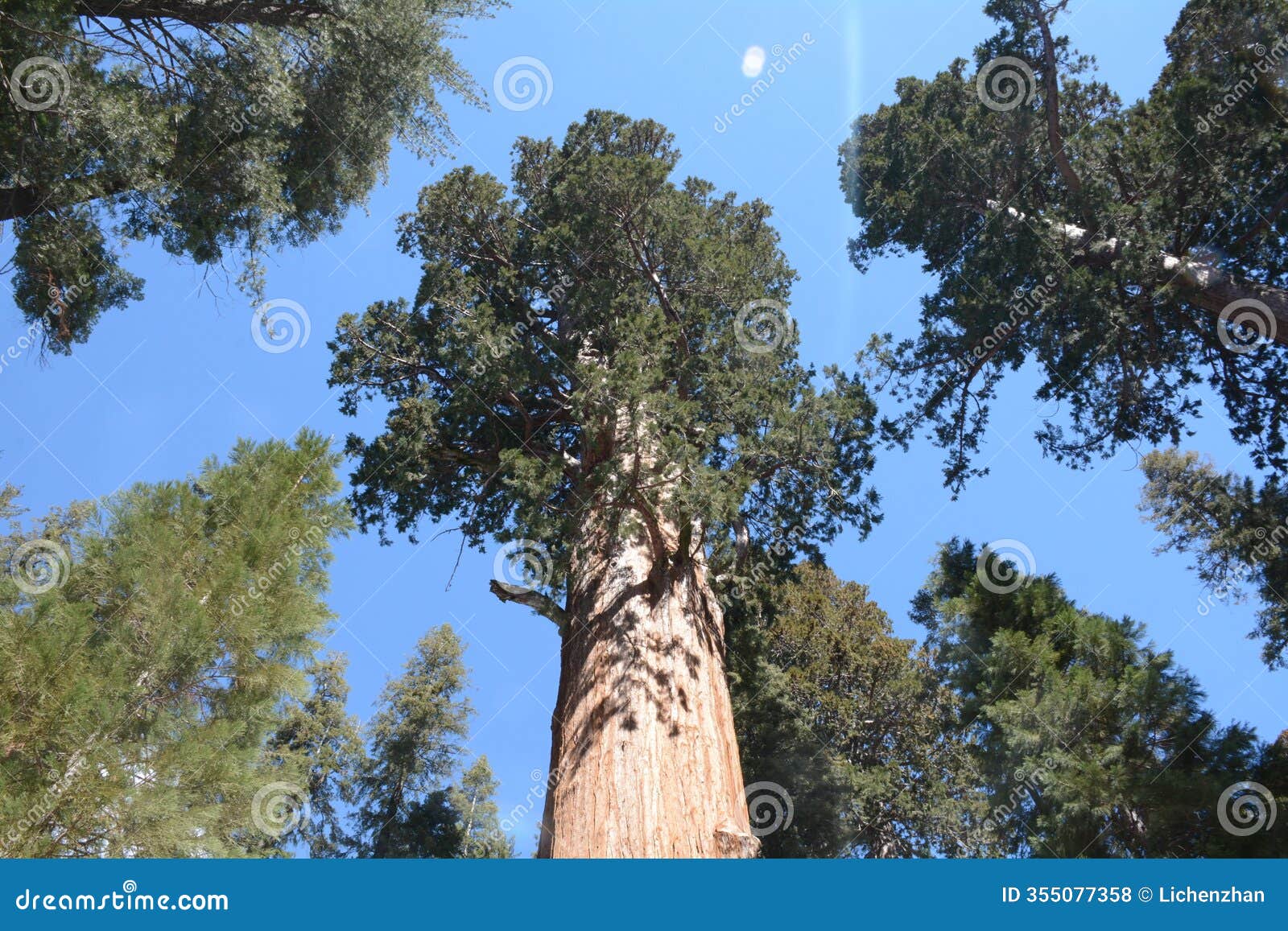 General Sherman Tree in the Giant Forest of Sequoia National Park Stock ...