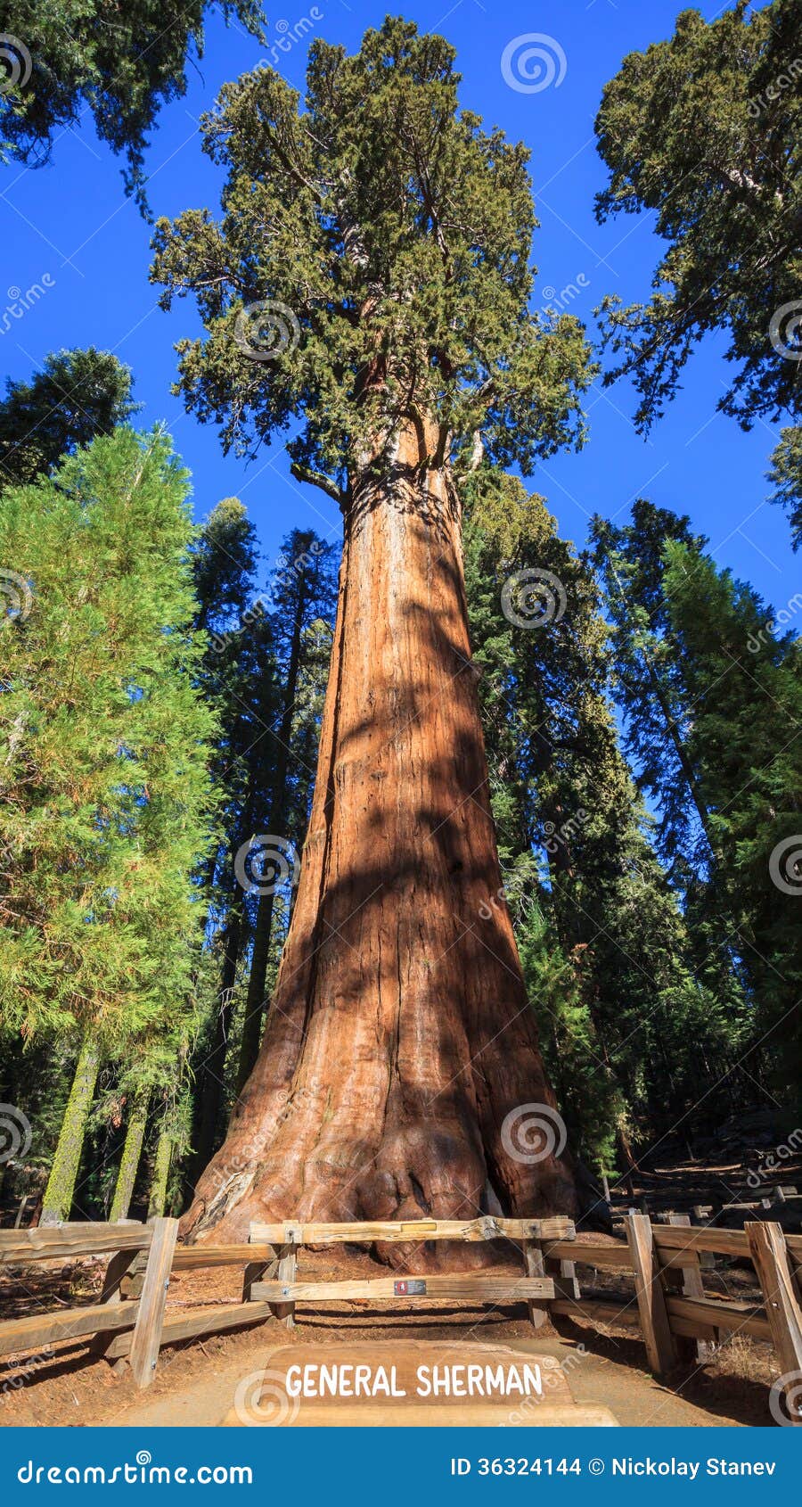 General Sherman Tree, The World`s Largest Tree By Volume, Sequoia ...