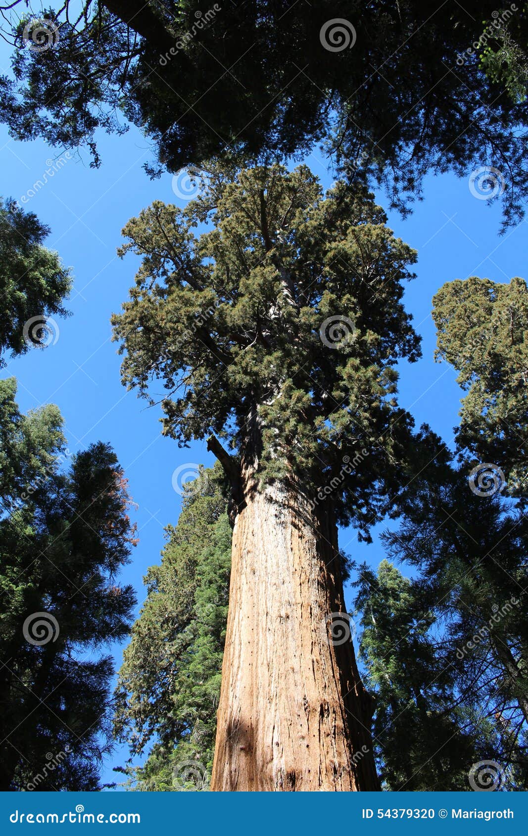 General Sherman Tree, Parque Nacional De Secoya Foto de archivo ...