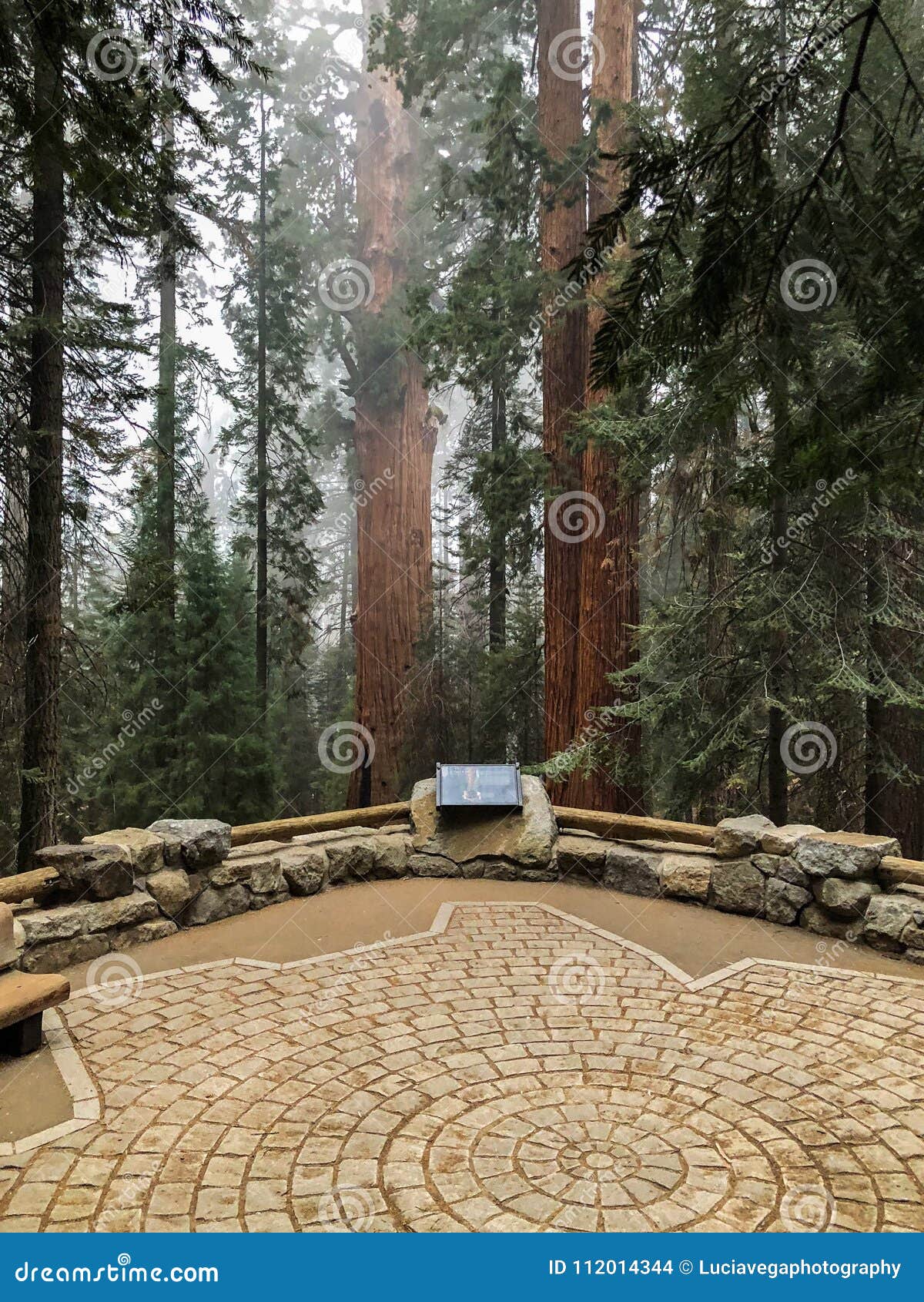 General Sherman Tree Sacred Podium En El Parque De La Secoya Foto de ...