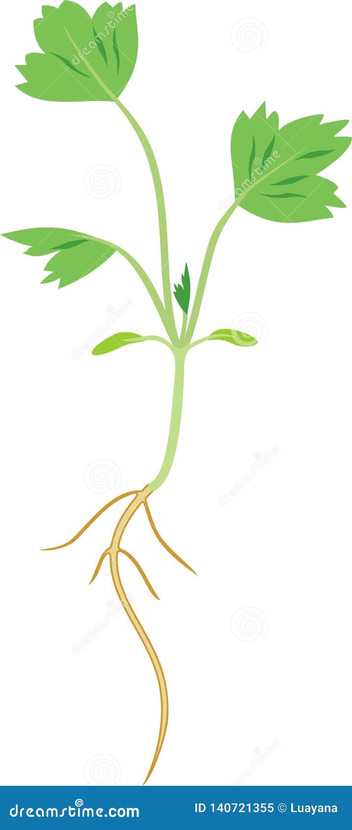 General View of Seedling of Raspberry with Root System and Green Leaves ...