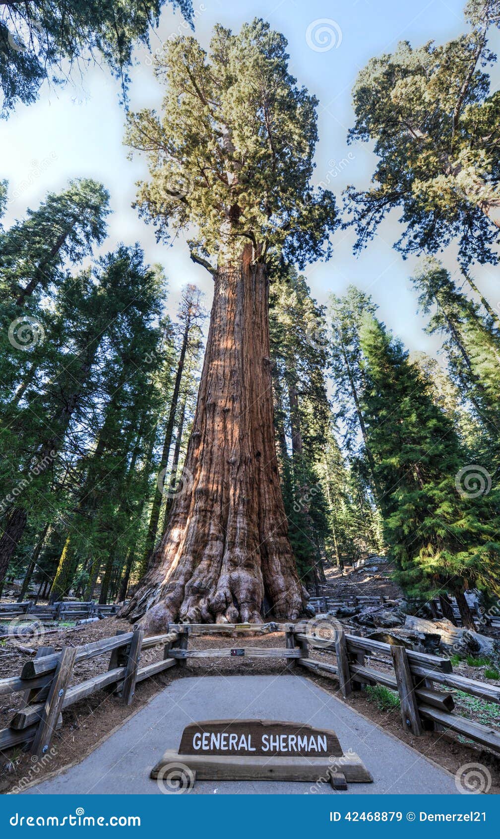 Generale Sherman Sequoia Tree Immagine Stock - Immagine di pianta ...