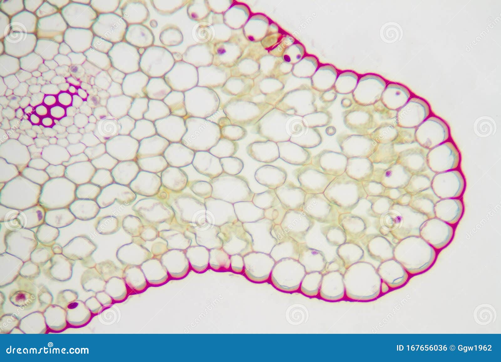 Generalized plant cells stock photo. Image of university - 167656036