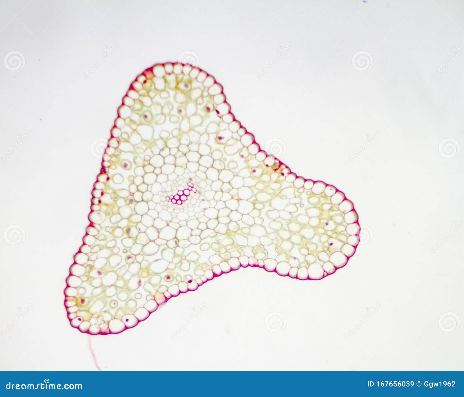 Generalized plant cells stock image. Image of botany - 167656039