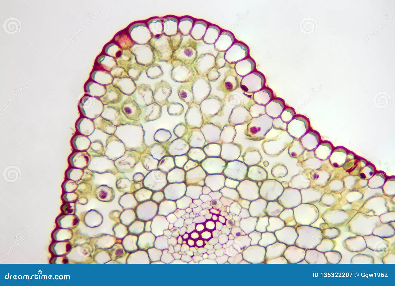 Generalized plant cells stock image. Image of development - 135322207
