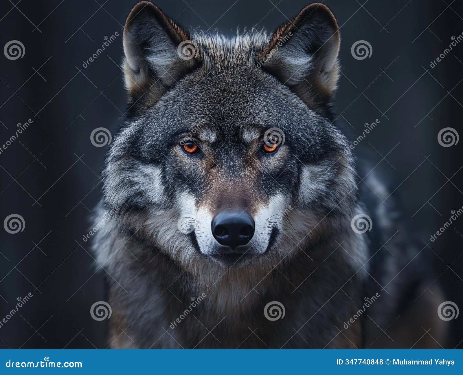 An Alpha Wolf with Piercing Red Eyes that Glow Vividly in the Darkness ...