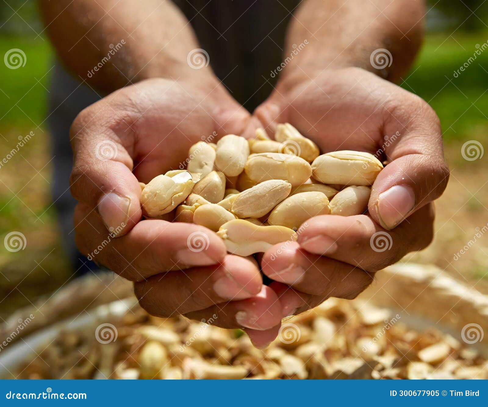 Cupped Hands Holding Peanuts Stock Image - Image of delicious, healthy ...