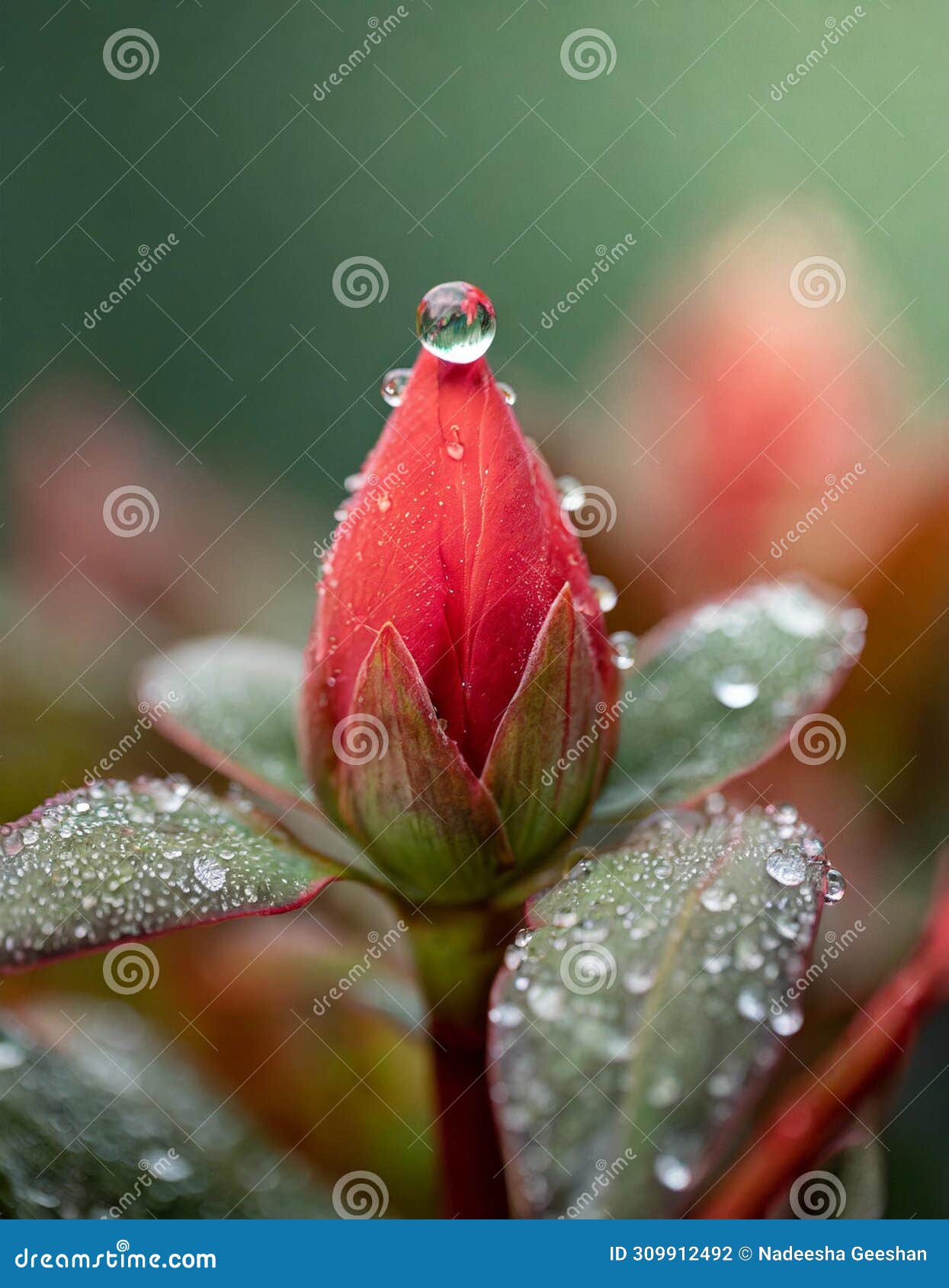 Discover The Significance Of The Gallic Rooster, The Iconic National ...