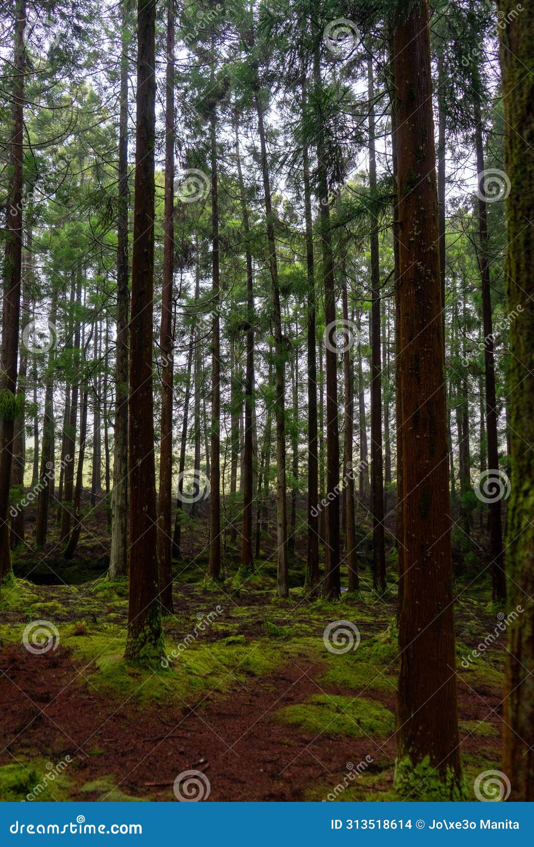 Traditional Azorean Trees Stand Tall in the Misty Rain. Stock Photo ...