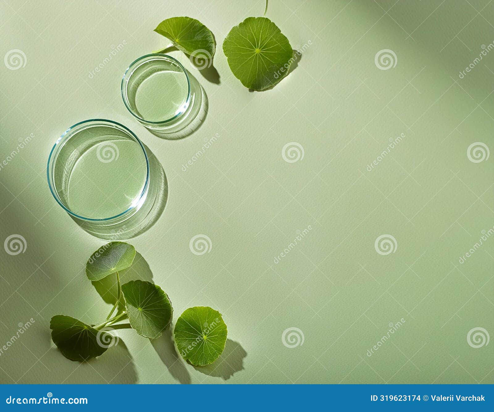 Gotu Kola, Centella Asiatica. Hand Drawn Sketch Black And White Vector ...