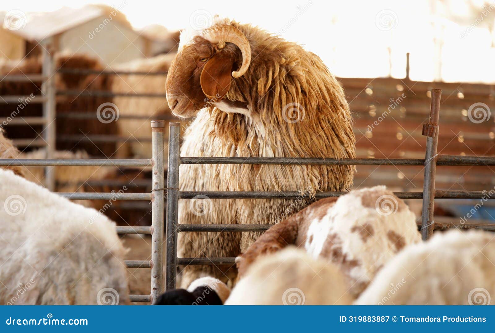 An Arab Sheep Standing in a Sheepfold (Qurban in Eid Al-Adha Mubarak ...