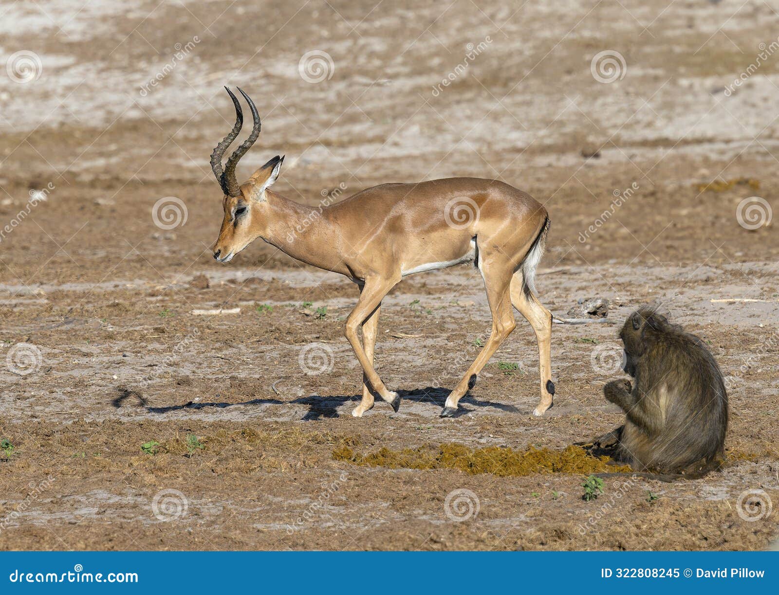 Male Impala Walking Toward the Nearby Chobe River in Chobe National Park in Botswana, Africa ...