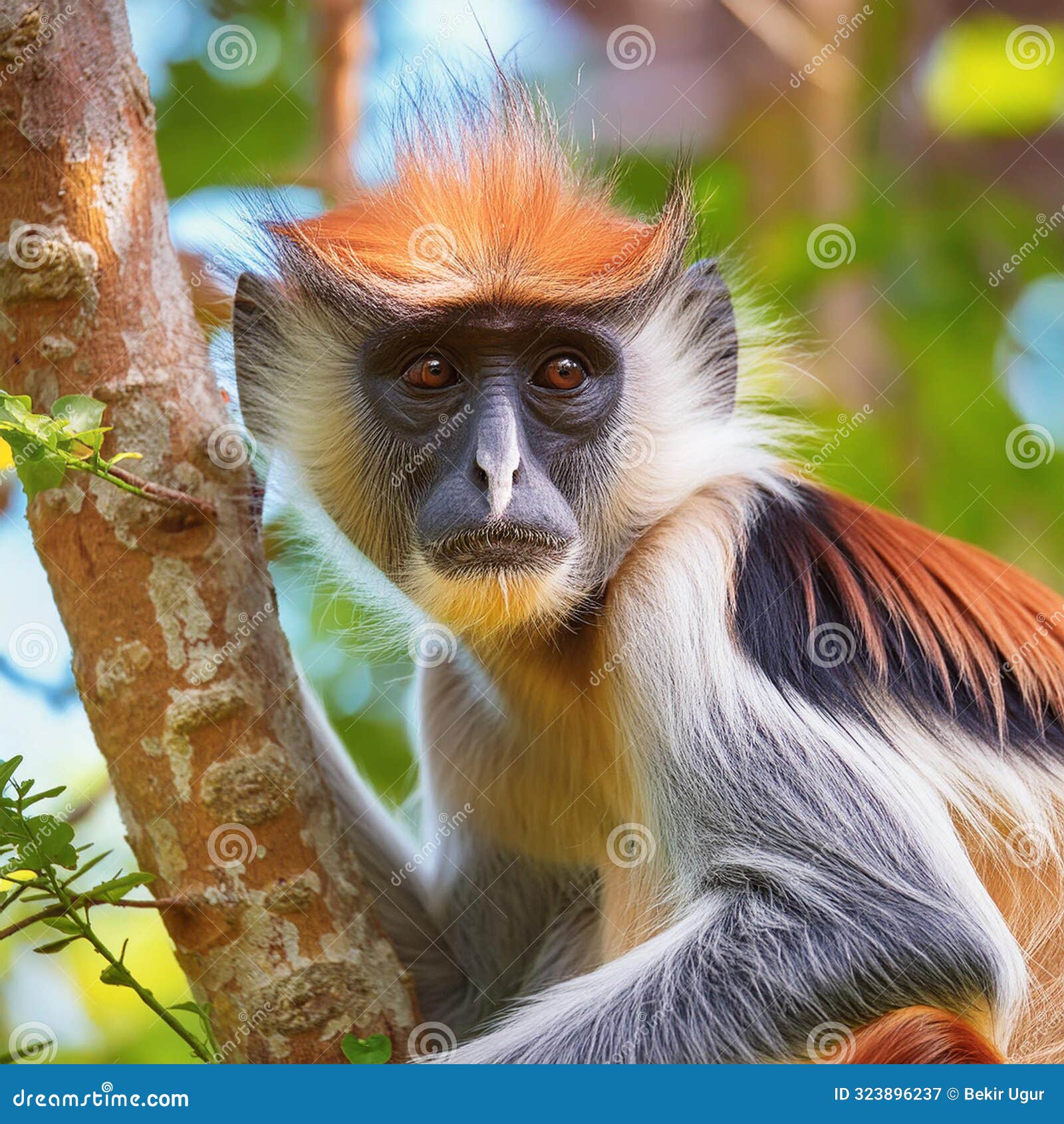 Zanzibar Red Colobus - Piliocolobus Kirkii, Tanzania, Zanzibar. African ...